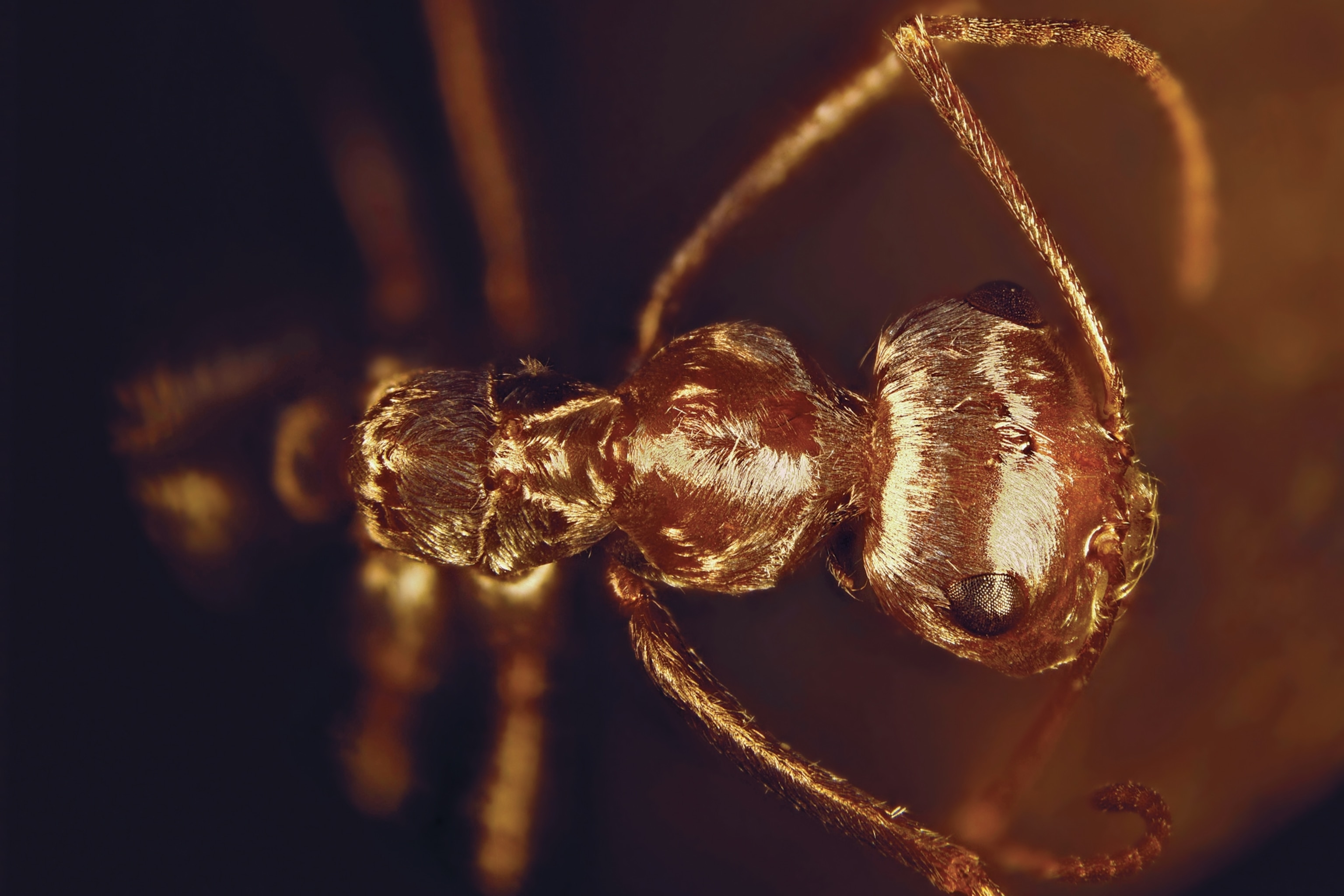 Meet the World’s Coolest Ant