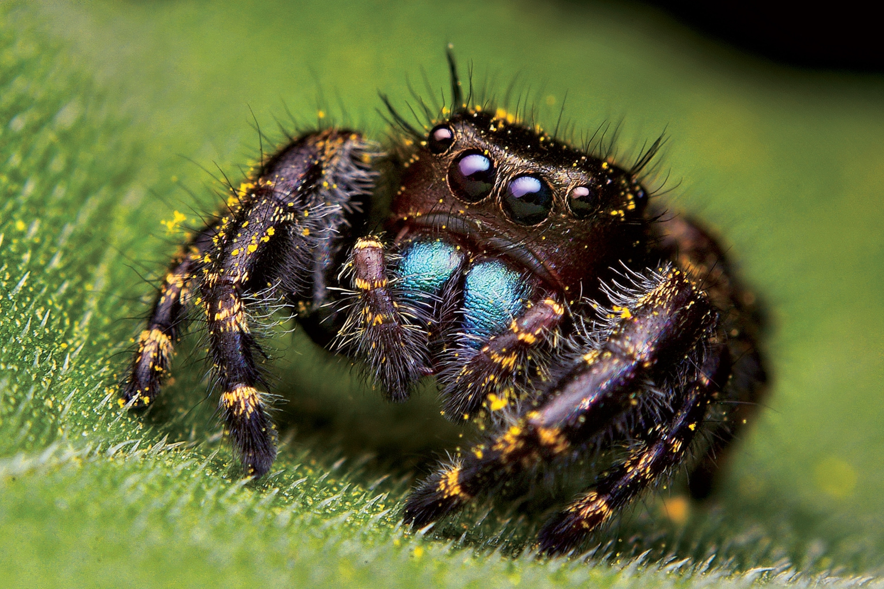Photo Journal: Spiders in Focus