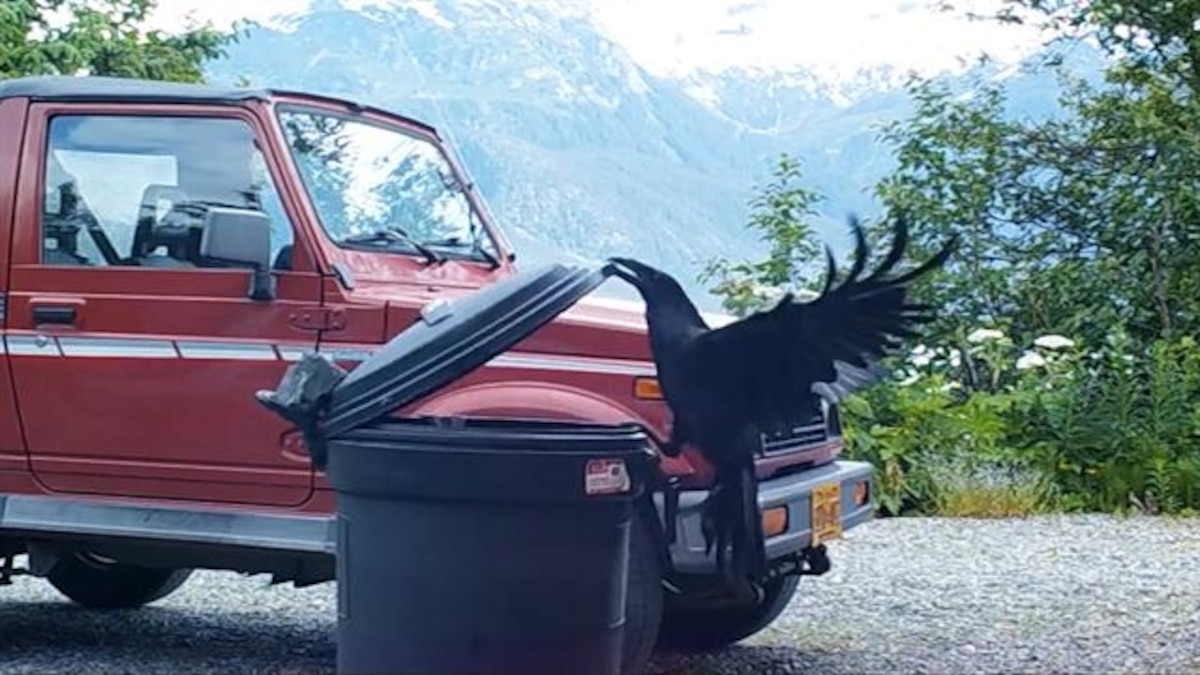 Watch a Problem-Solving Raven Outsmart a Trash Can | National Geographic