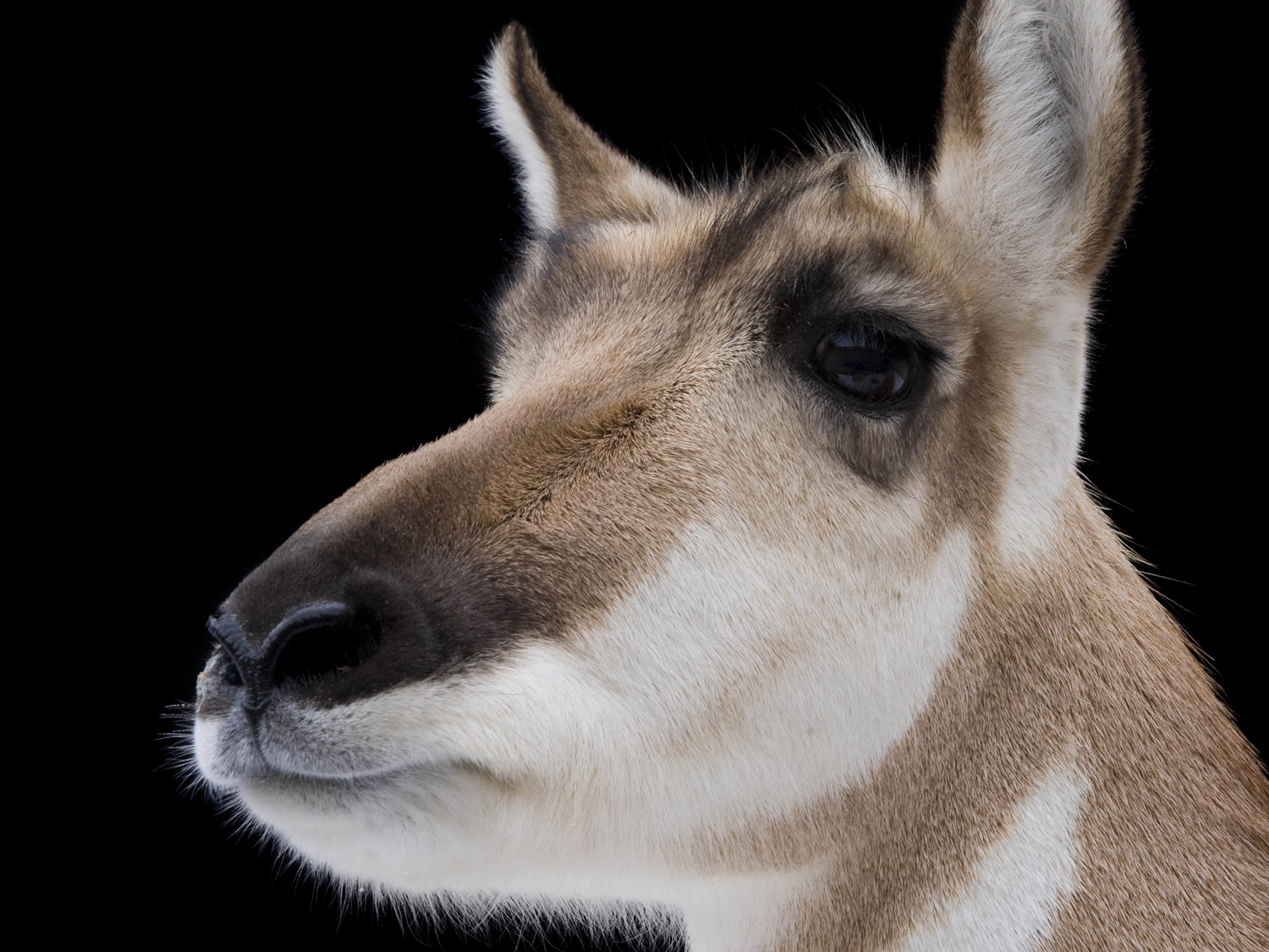 Antelope