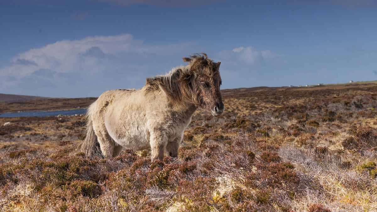 Rare Breed: The Fight to Save Eriskay Ponies | National Geographic