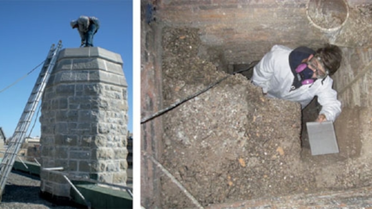 Scientists crawl into tower of poo to understand reasons for swift decline