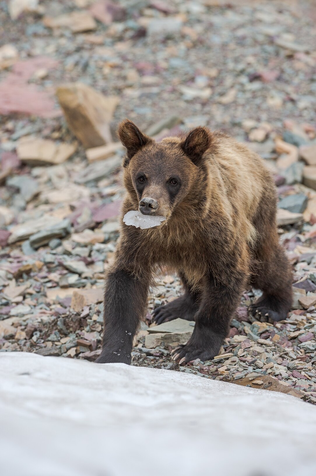 Cute Grizzly Bears Eating Cub