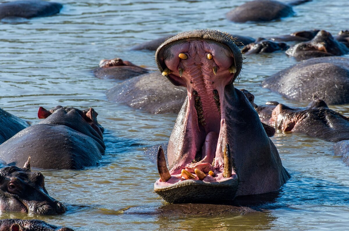 Why Is Tanzania Auctioning Off Hippo Teeth?