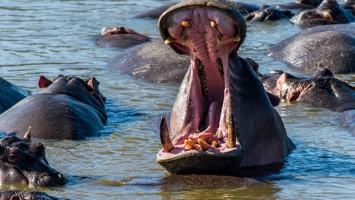 Why Is Tanzania Auctioning Off Hippo Teeth? | National Geographic