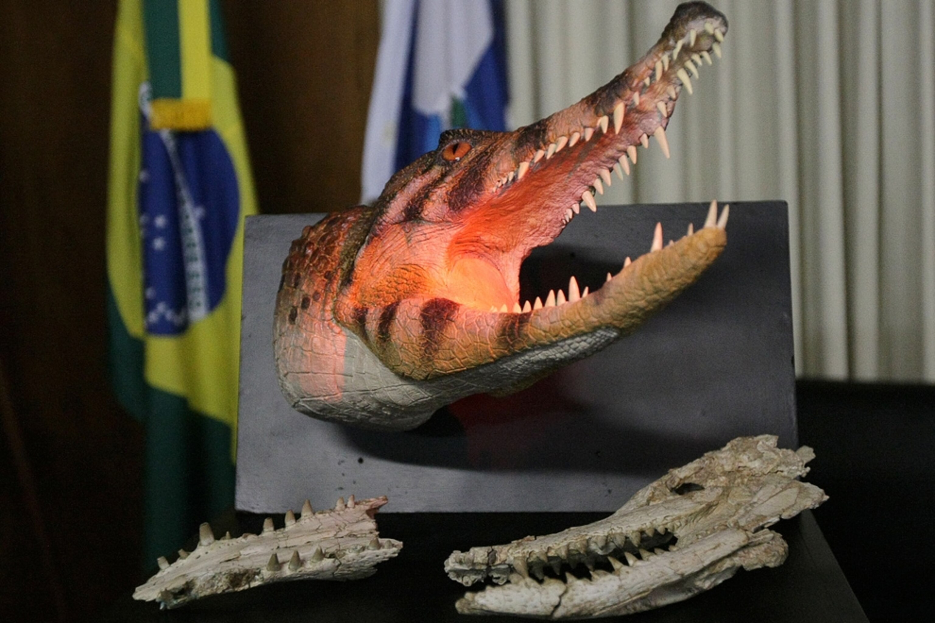 Pictures: New Dinosaur, Crocodile Cousin Found in Brazil