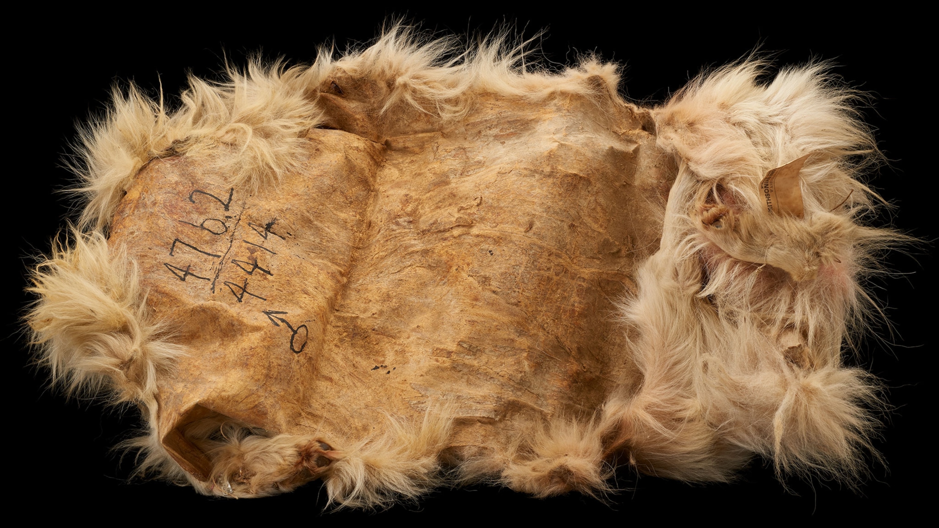 The mystery of the Coast Salish woolly dog