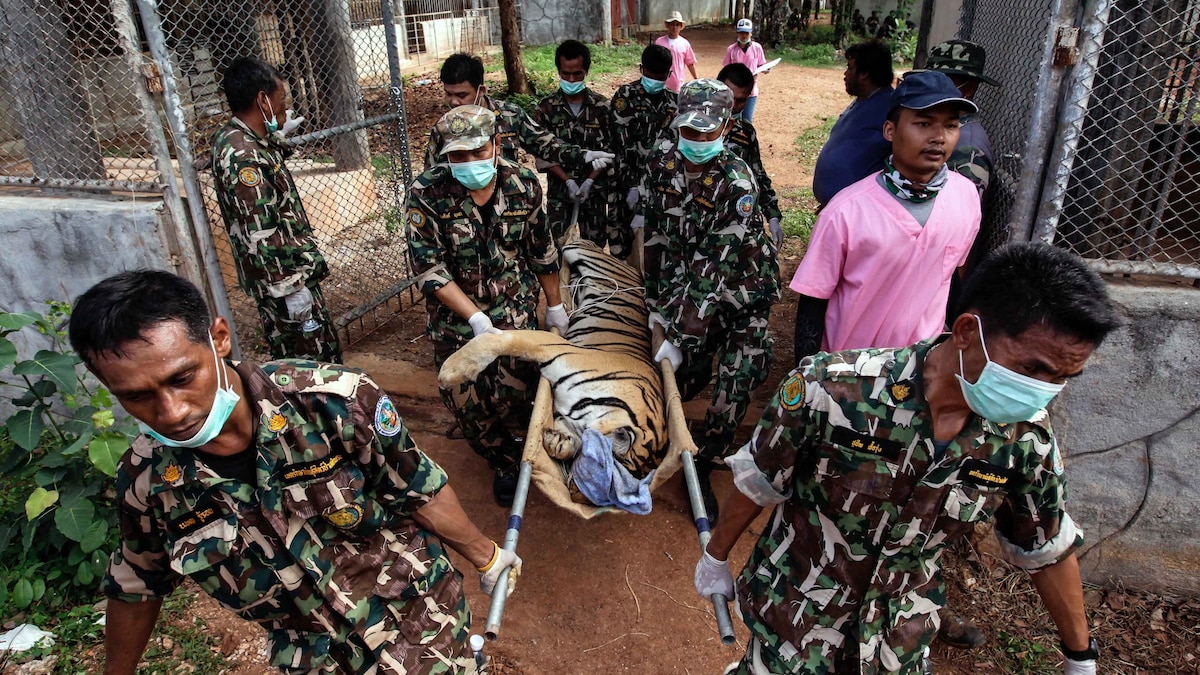 7 Ways Wildlife Won in 2016 | National Geographic