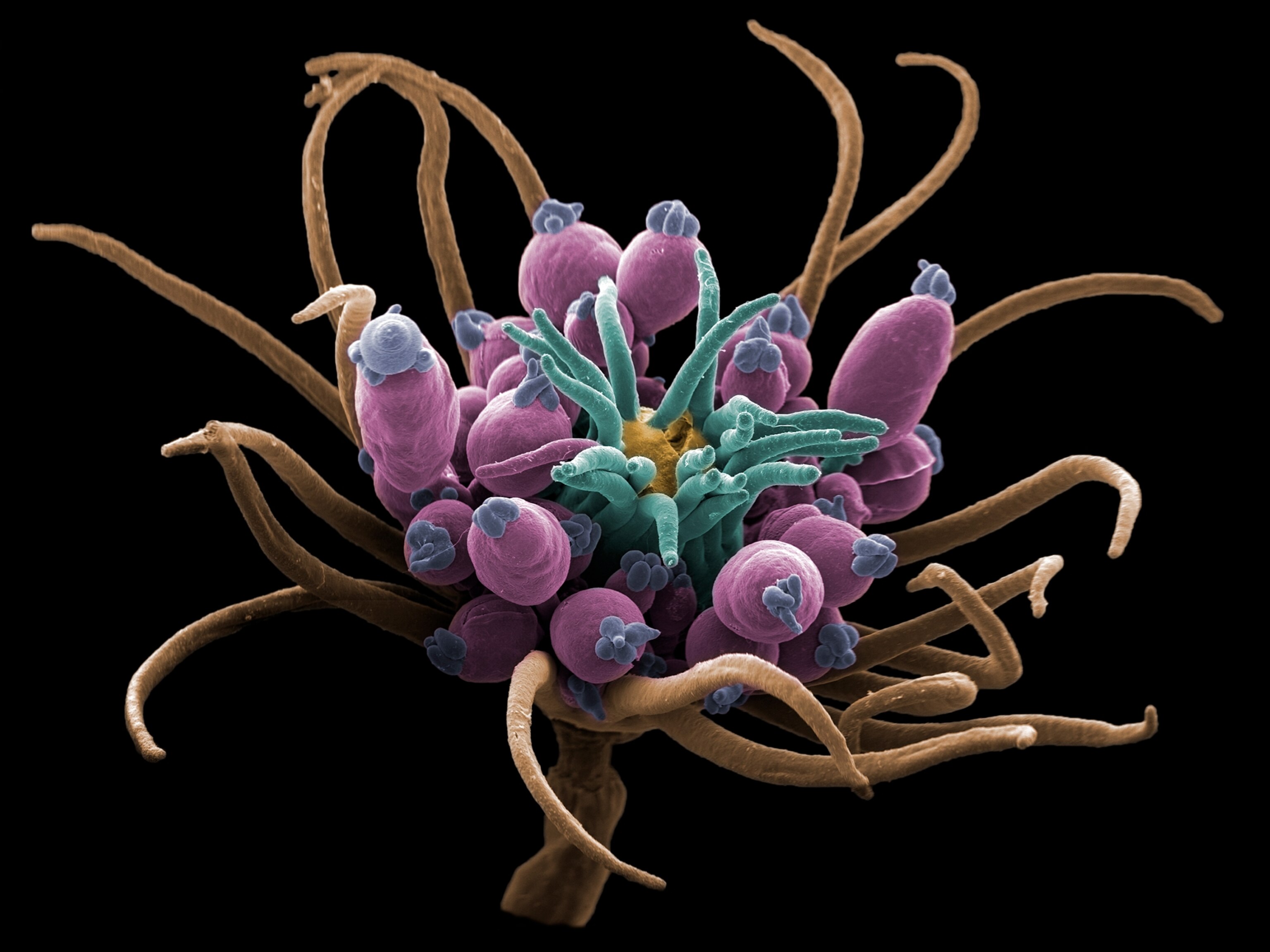 Hidden world of microscopic life revealed in extraordinary pictures