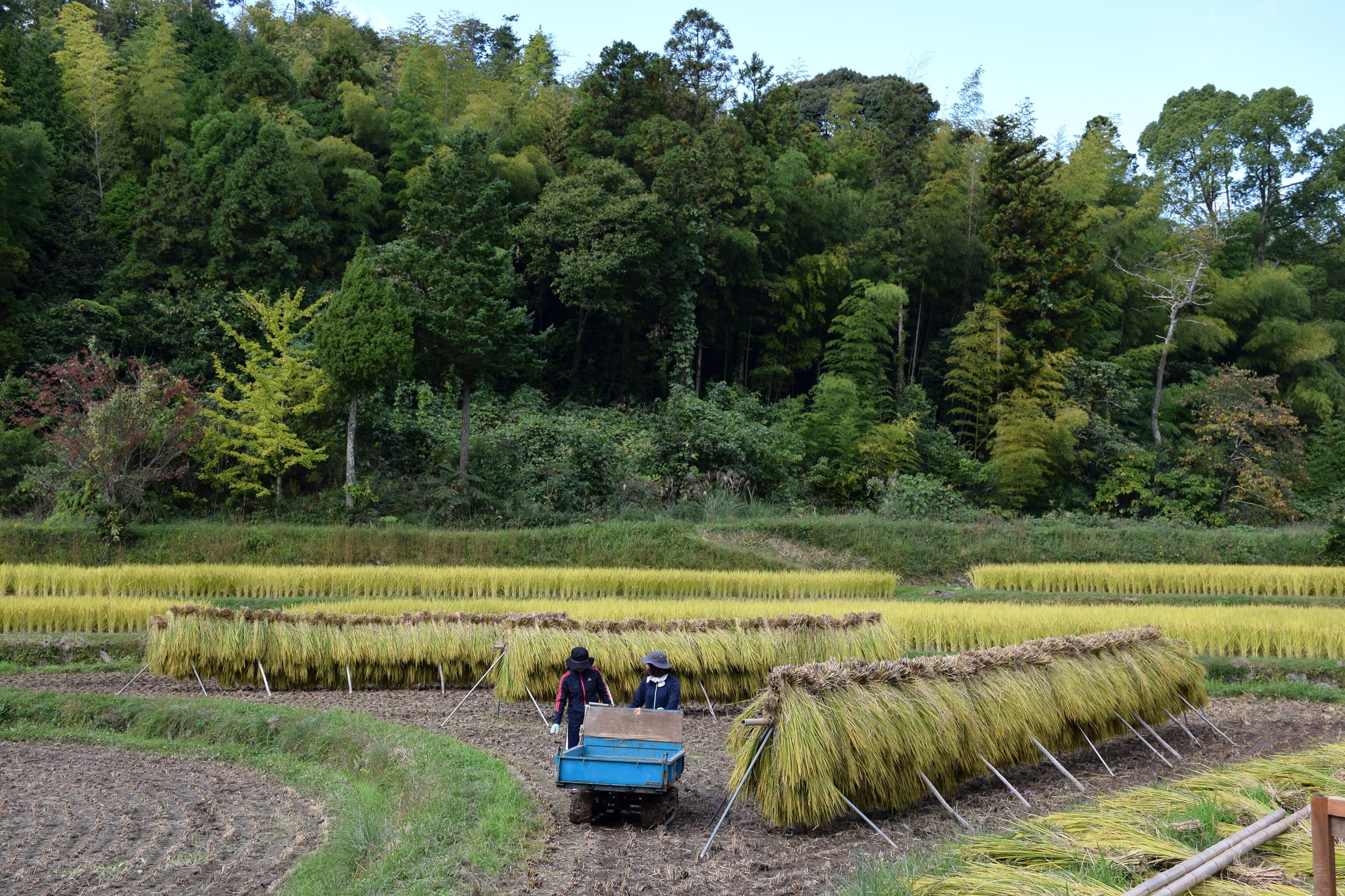 As Diets Change, Traditional Japanese Rice Harvest Declines
