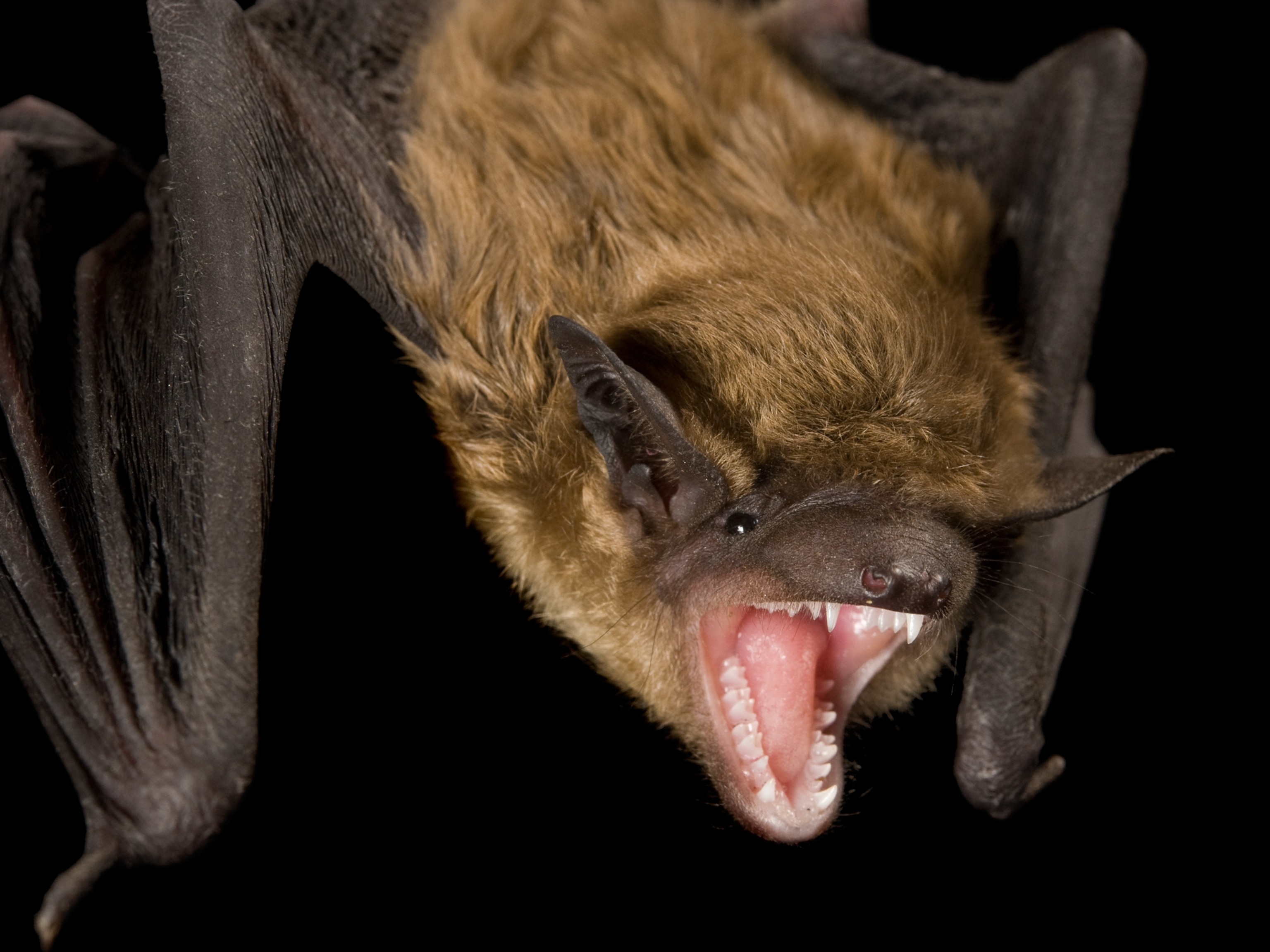 Detecting Rabid Bats Before They Bite