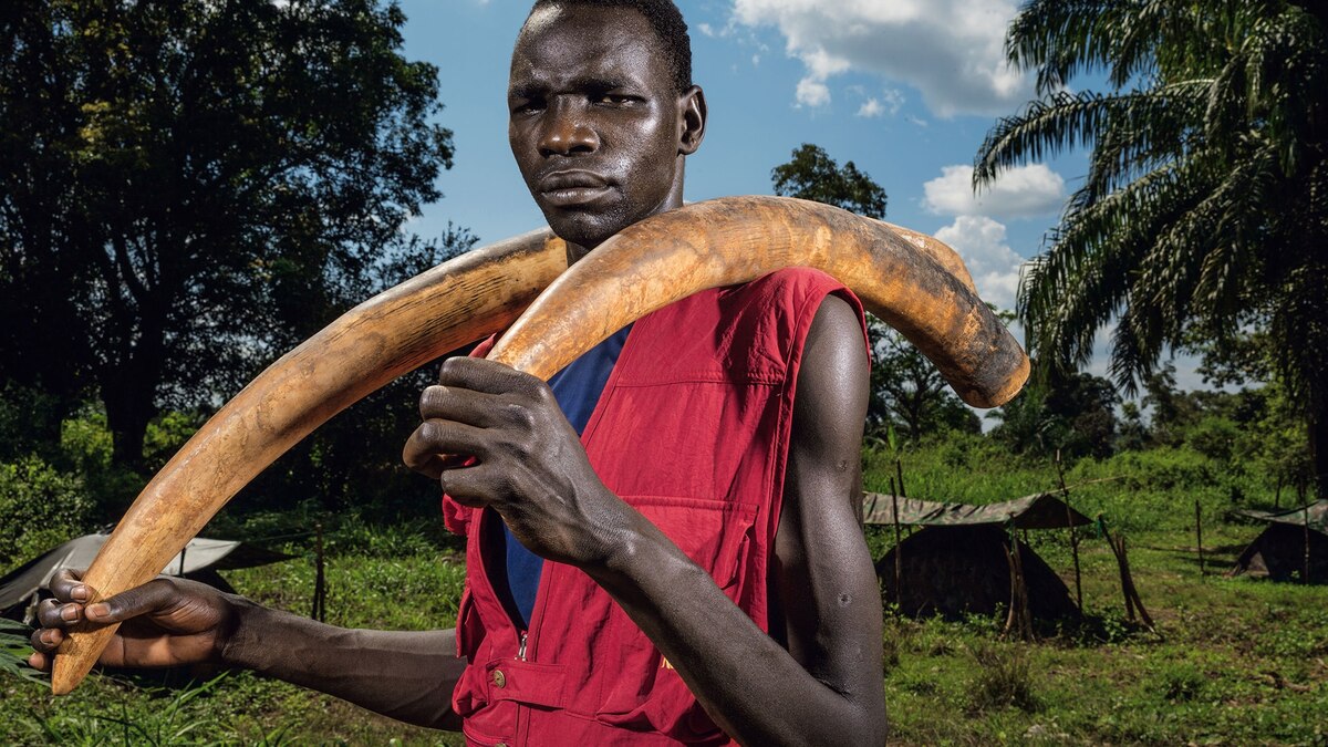 12 Nat Geo Stories That Exposed Wildlife Exploitation | National Geographic