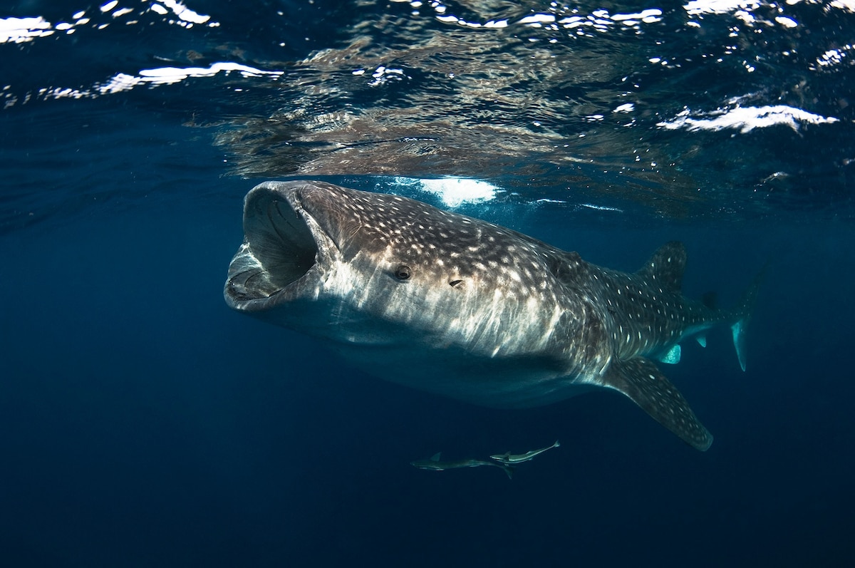 Whale Sharks Move in Mysterious Ways: Watch Them Online