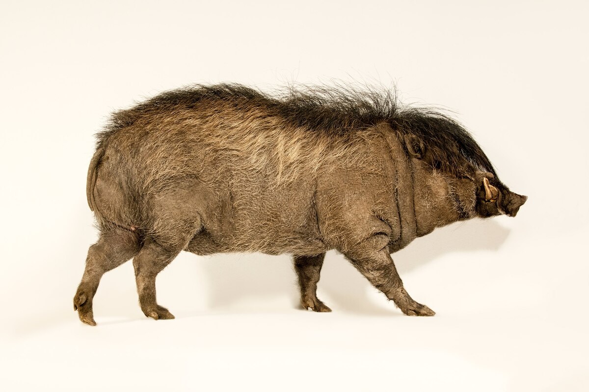 Meet the critically endangered pig with a rockstar mohawk