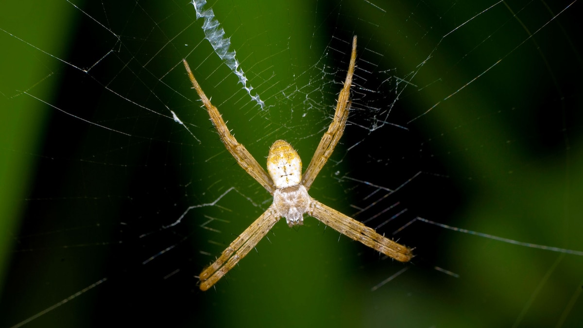 Warm Weather Sparks Spider Boom in Australia | National Geographic