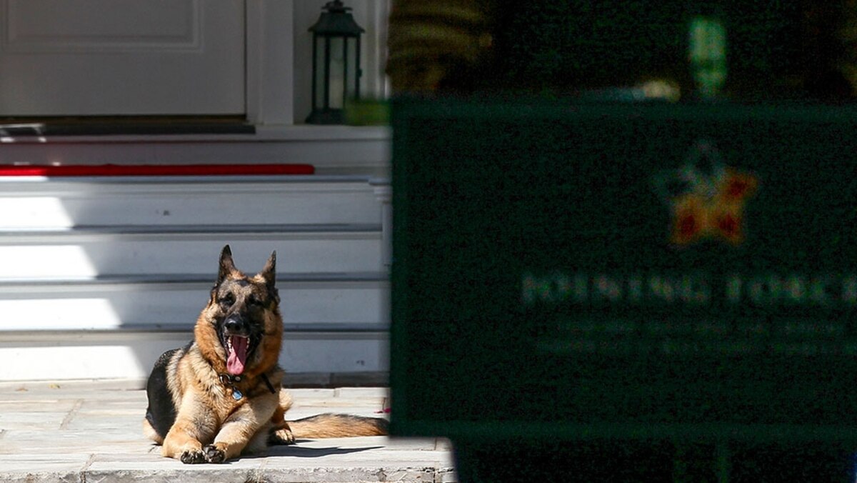 WHAT CHAMP AND MAJOR CAN TEACH US | National Geographic