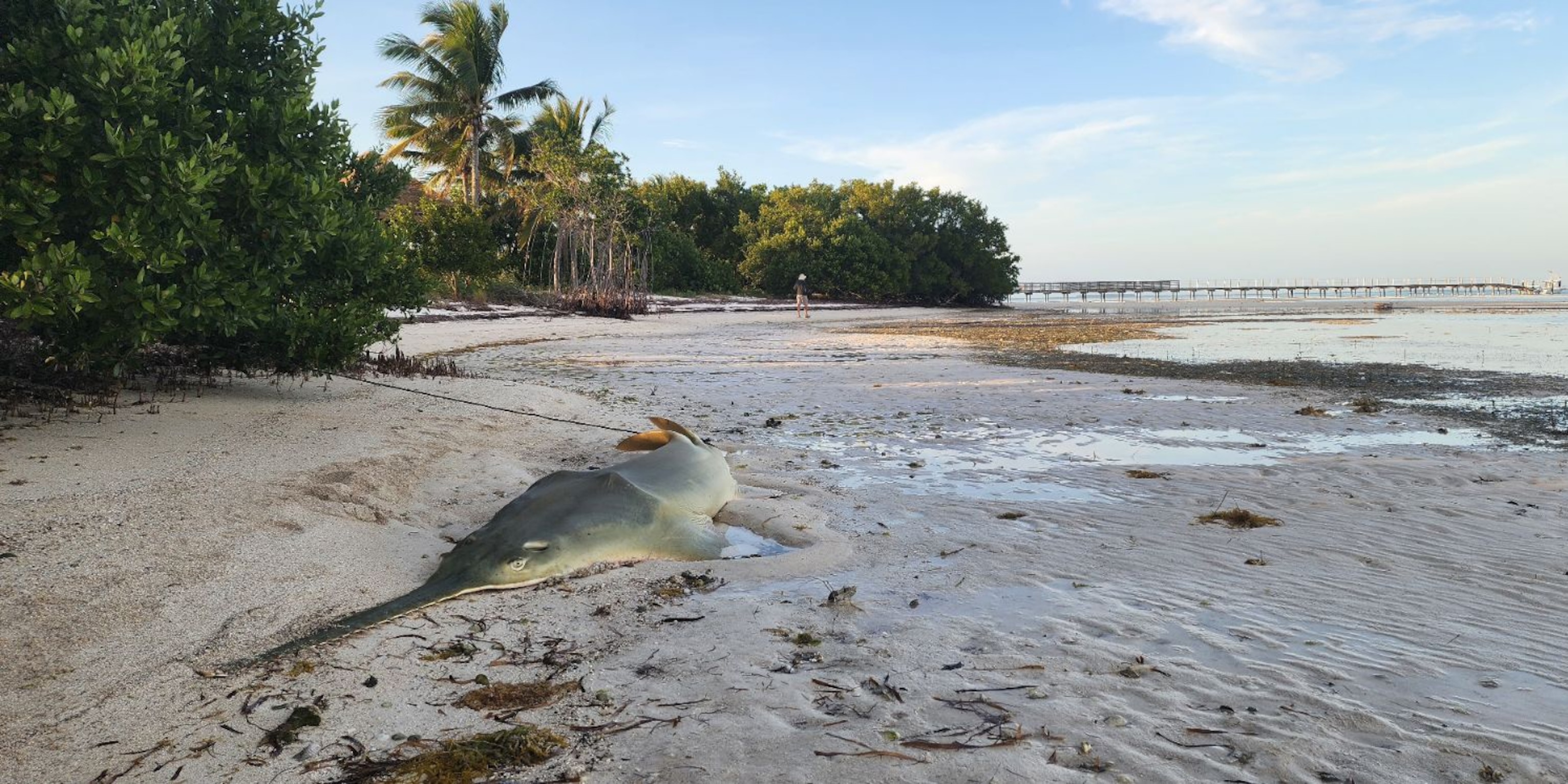 Scientists race to save Florida's spinning, dying fish