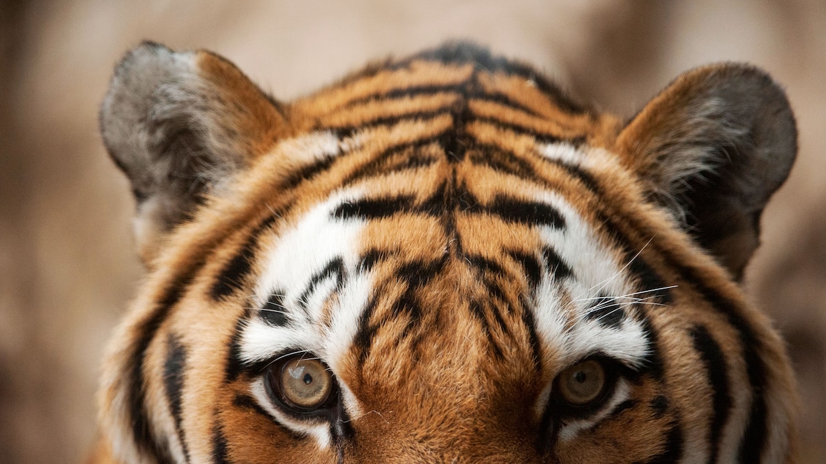 How A Photographer Captured The Beauty of Siberian Tigers | National ...