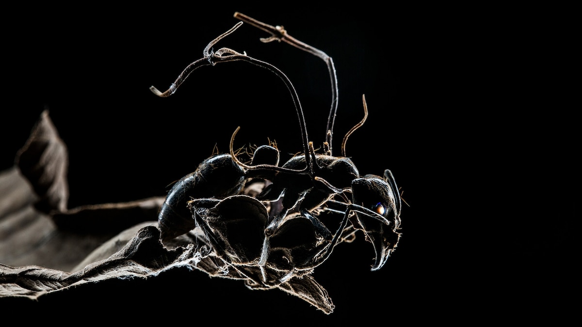 How wasps, worms, virus, and fungi create hyper-specialized zombies ...