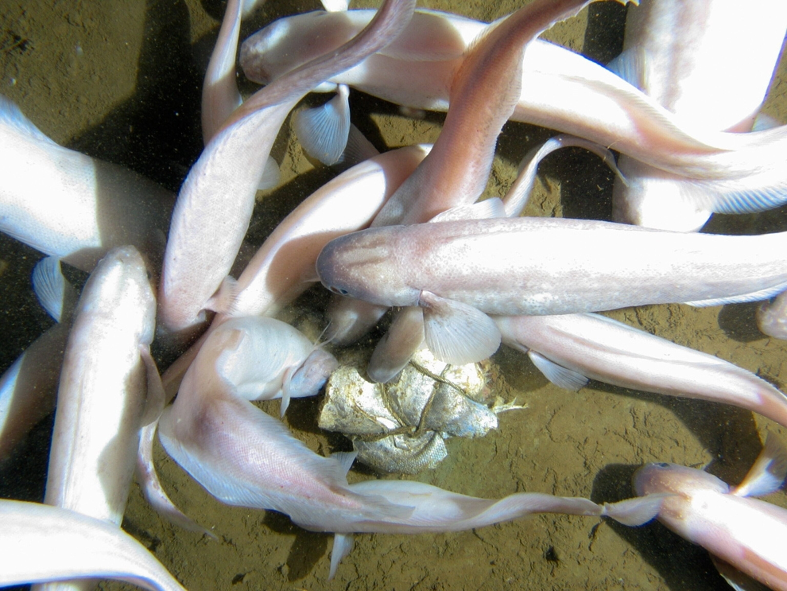 New Deep-Sea Pictures: Snailfish, Eels Found in Trench