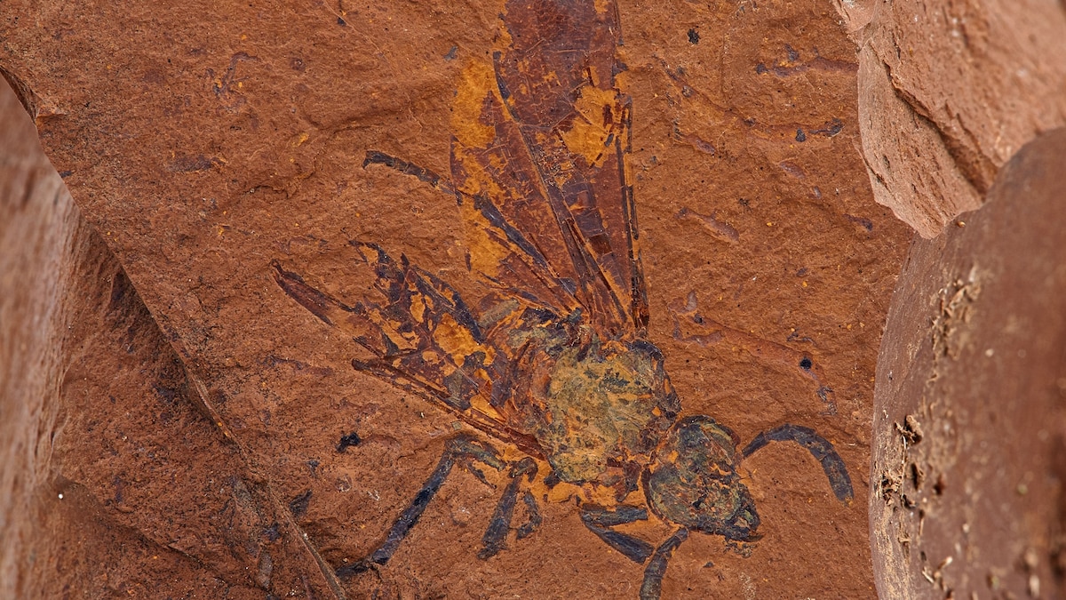 See the spectacular fossils from a newly discovered prehistoric ...