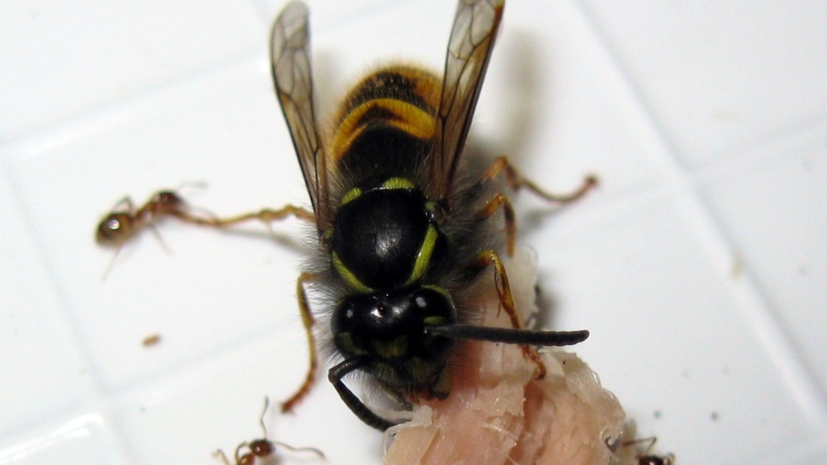 Alien Wasps Abduct, Drop Ants to Get Food | National Geographic