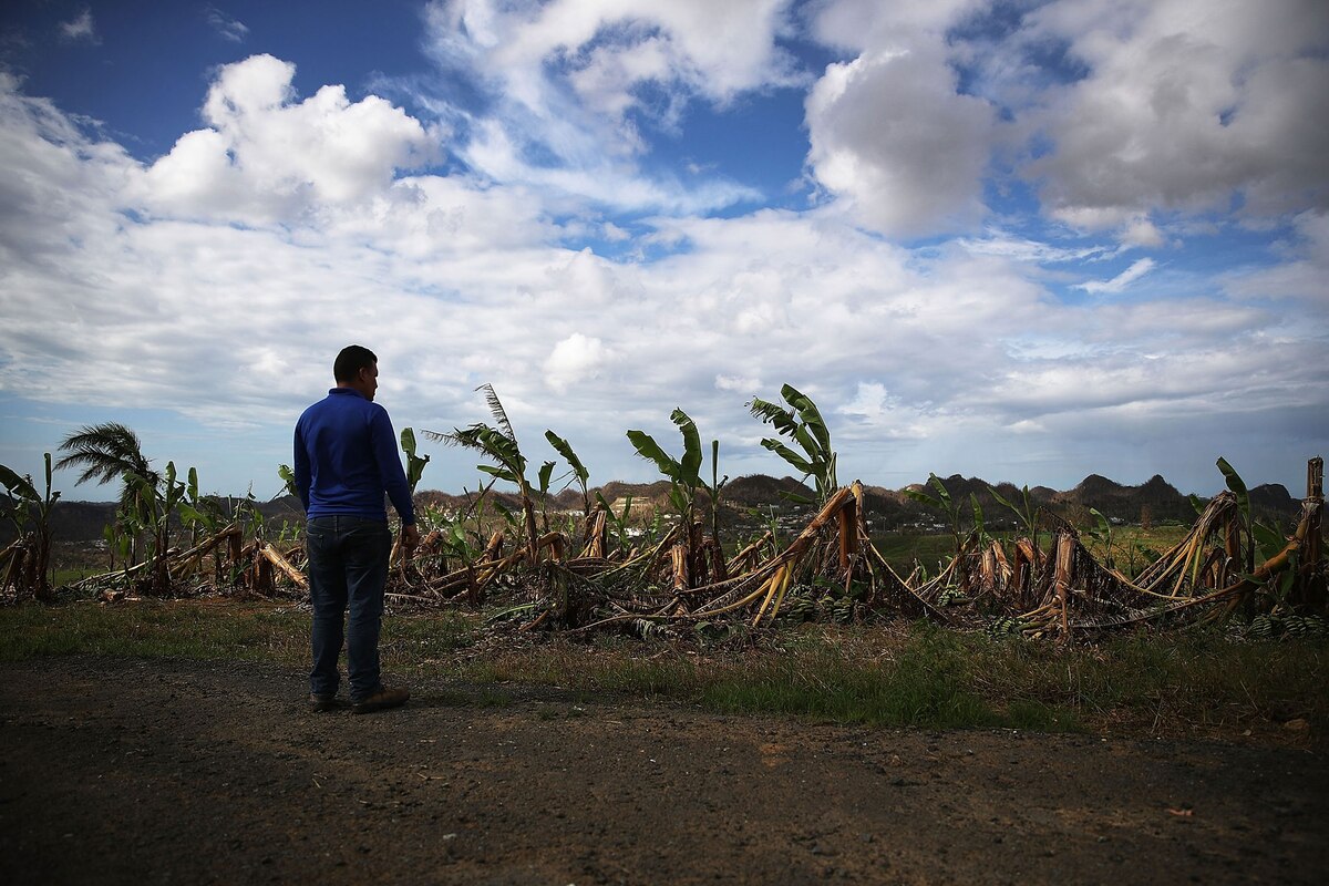 Farms in Puerto Rico Look to Rebuild After Hurricane Maria
