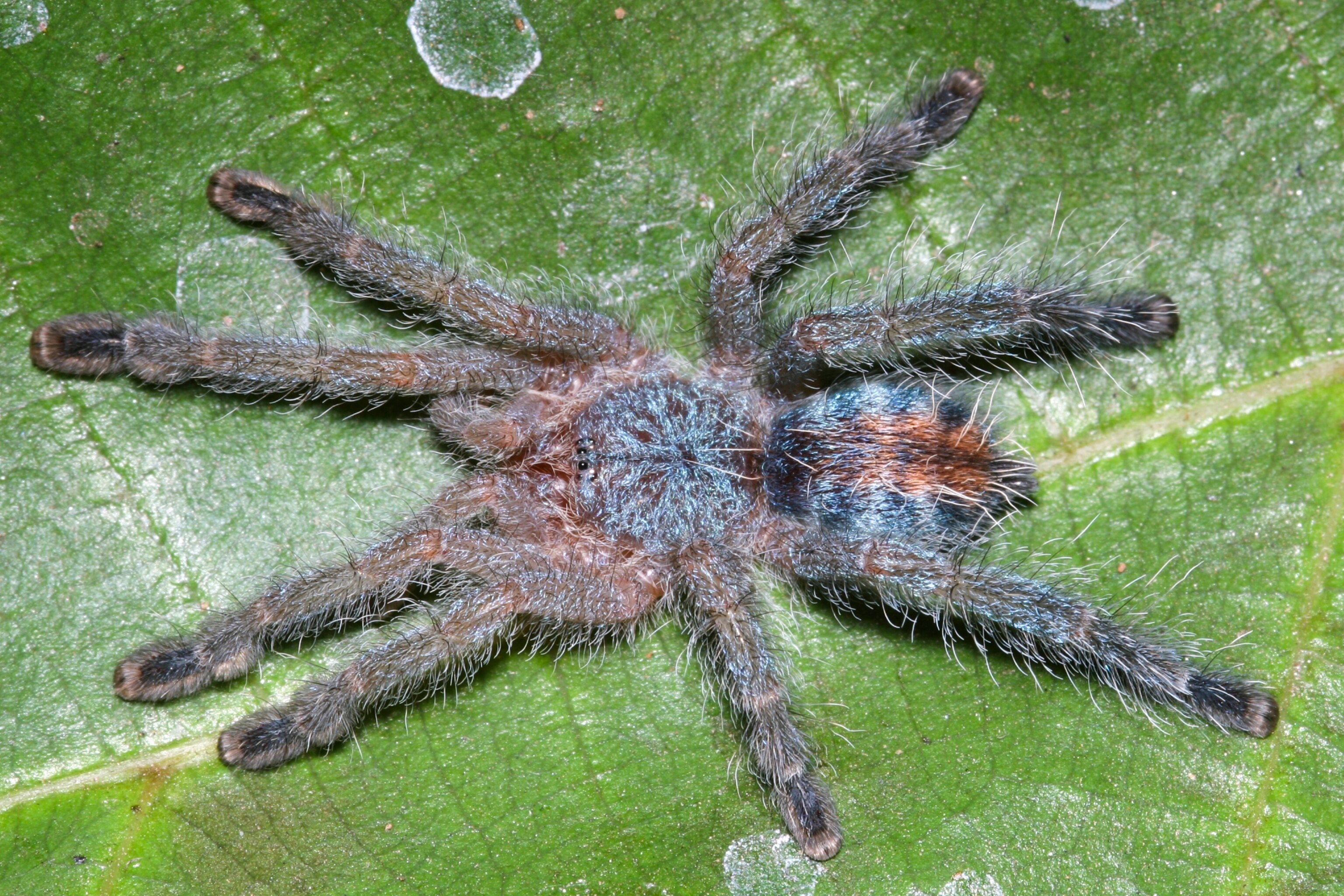 Tarantula Pictures: Colorful New Species Discovered