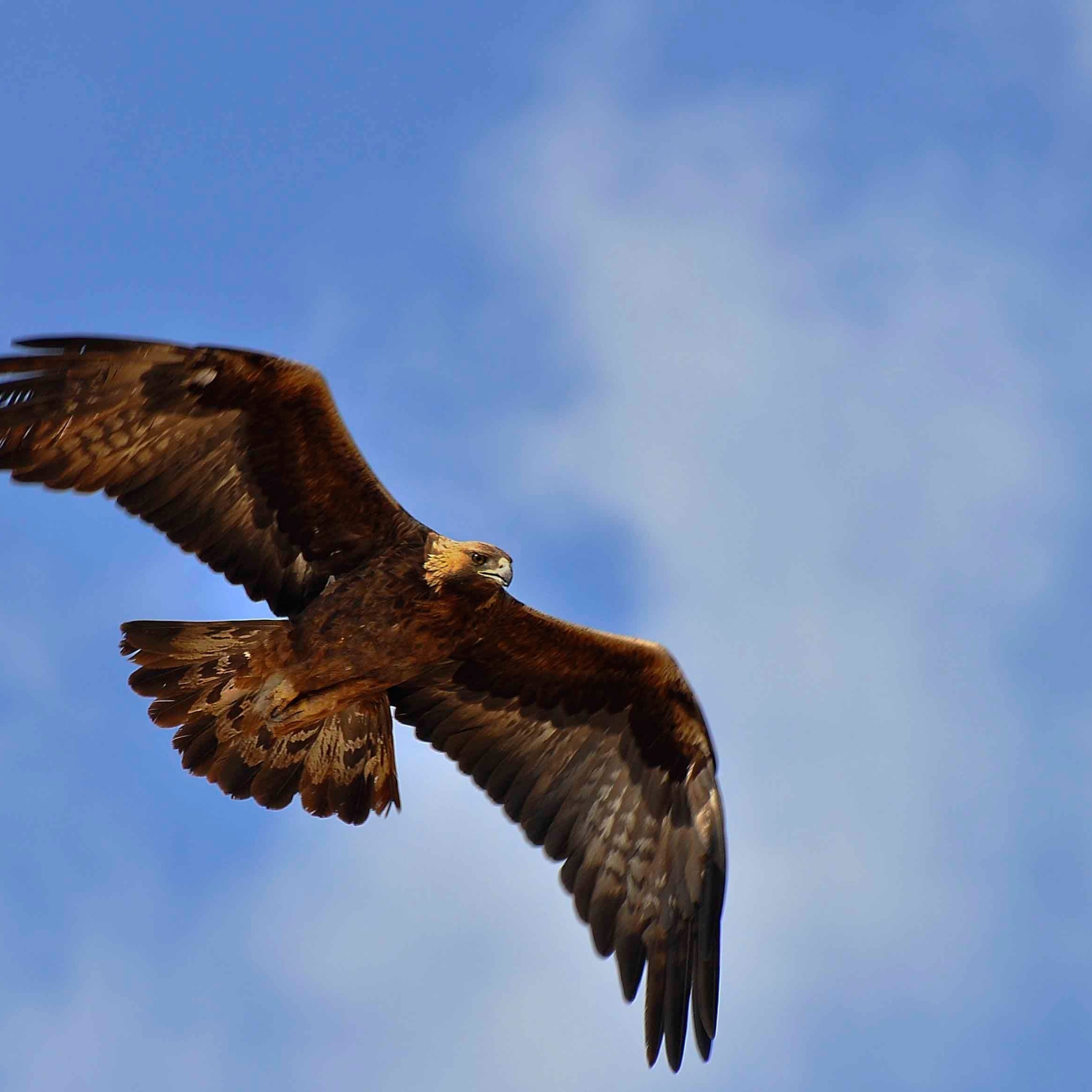 Golden Eagles Flying