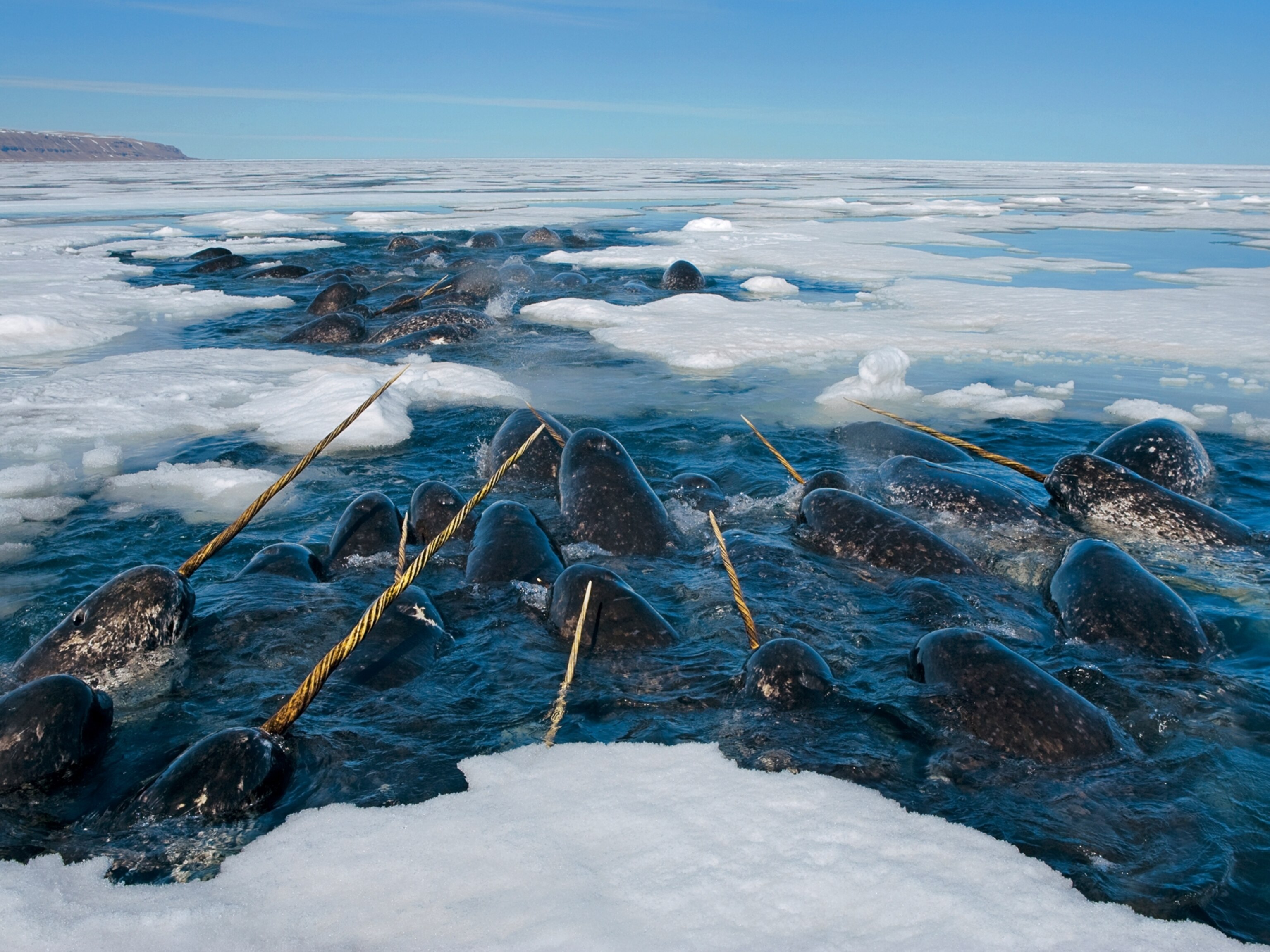 Where Do Narwhals Live Map