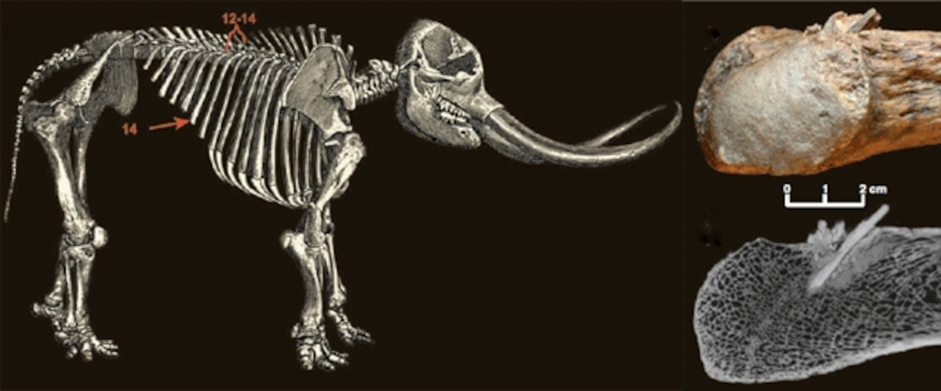 Early hunters killed mastodons with mastodons (Also, you can chuck a ...