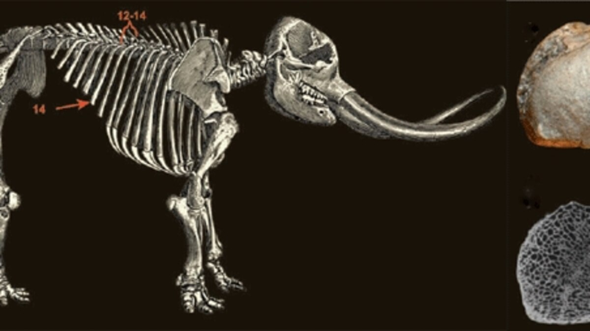 Early hunters killed mastodons with mastodons (Also, you can chuck a ...