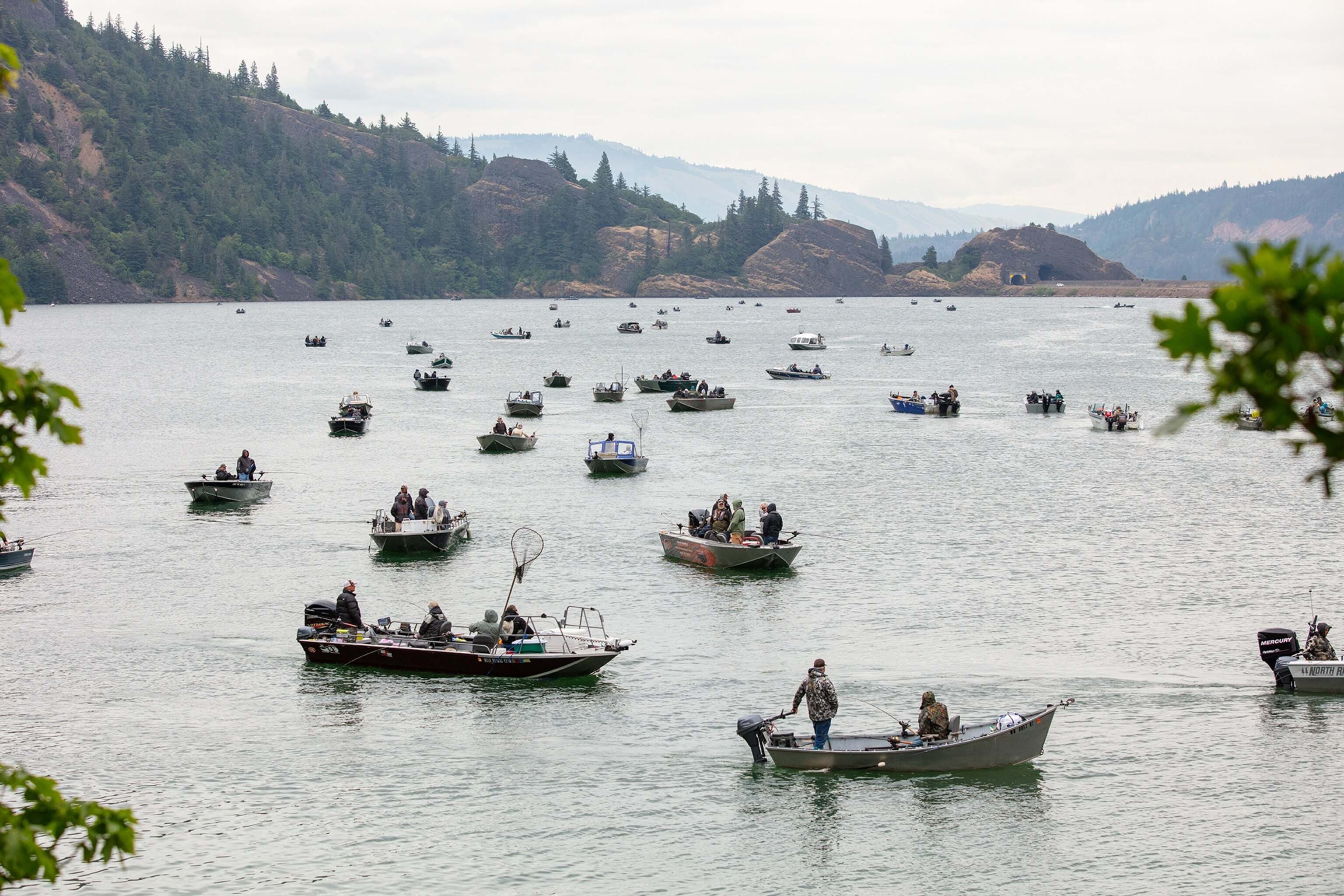 North America’s ultimate wild food, salmon is king in the Pacific Northwest