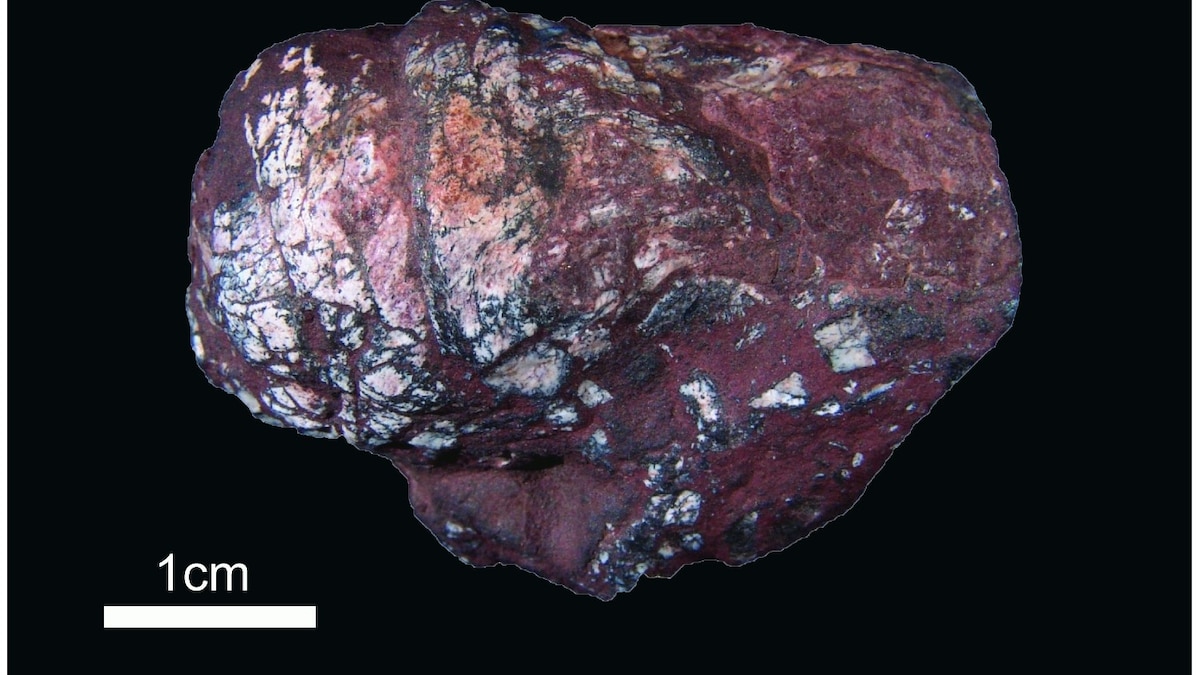 Tapeworms Buried Deep in Prehistory | National Geographic