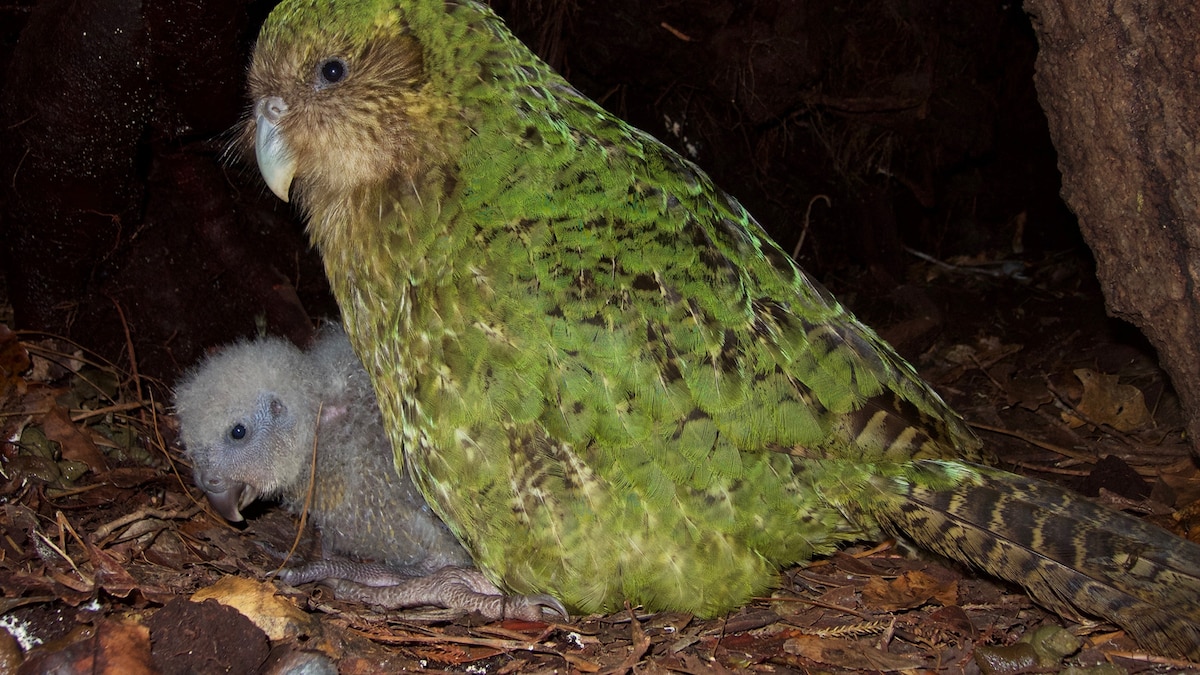 New Zealand scientists are getting creative to save the kapako ...