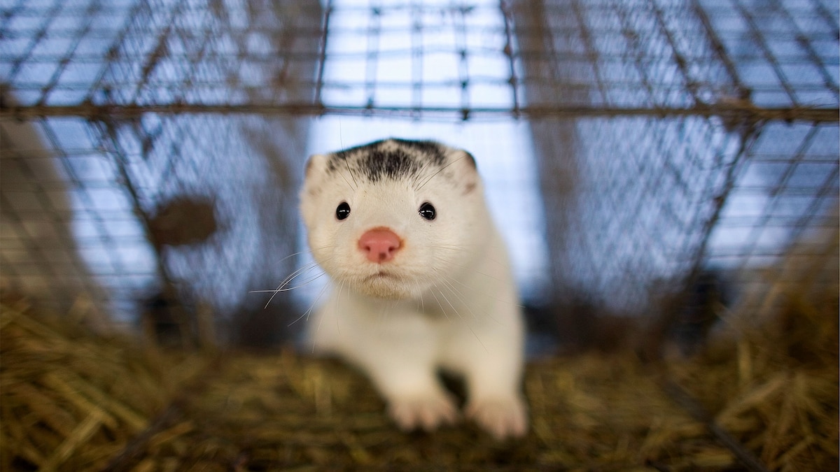 Fur Farms Still Unfashionably Cruel, Critics Say | National Geographic