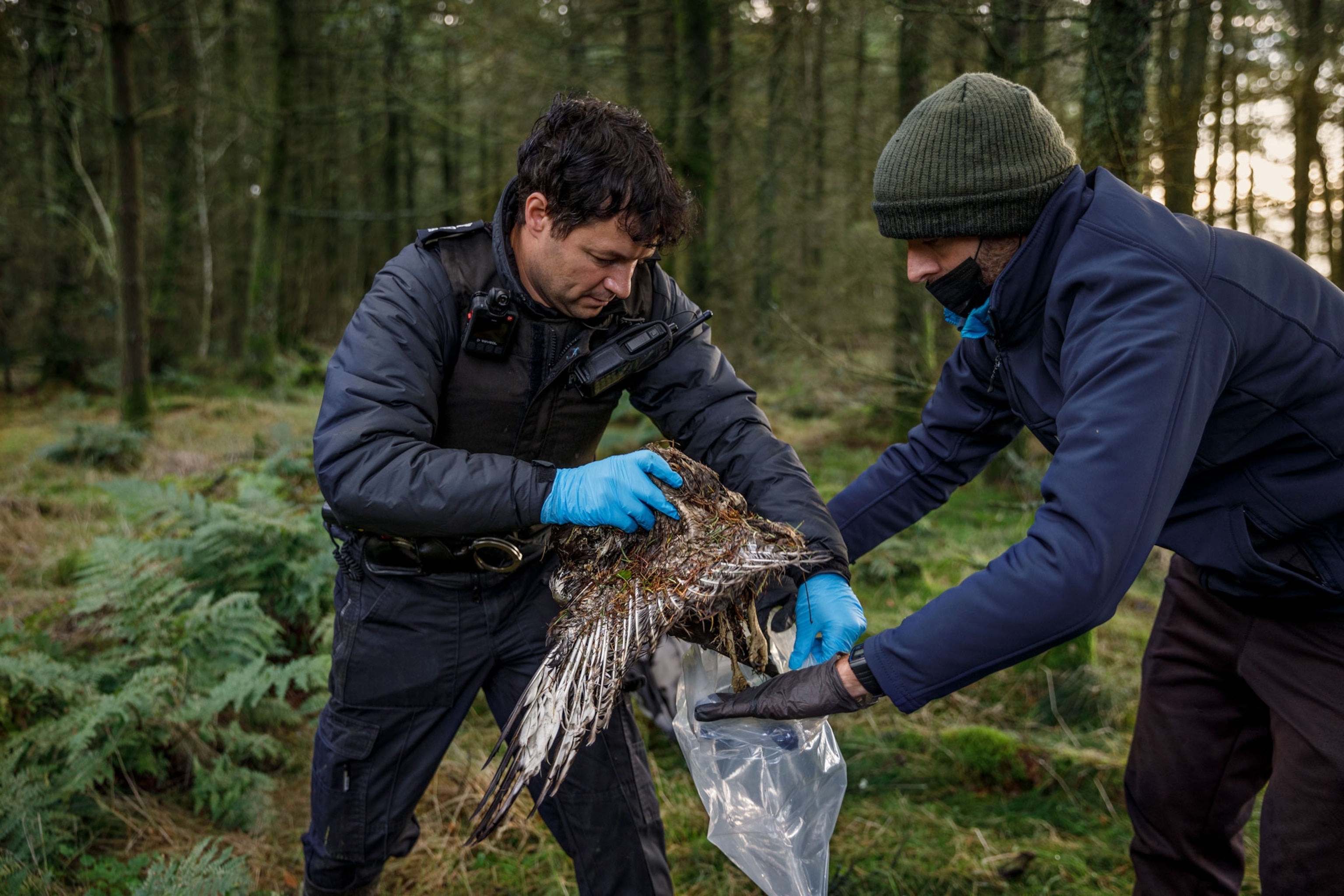 Reports of raptor killings soared during the U.K.'s lockdown