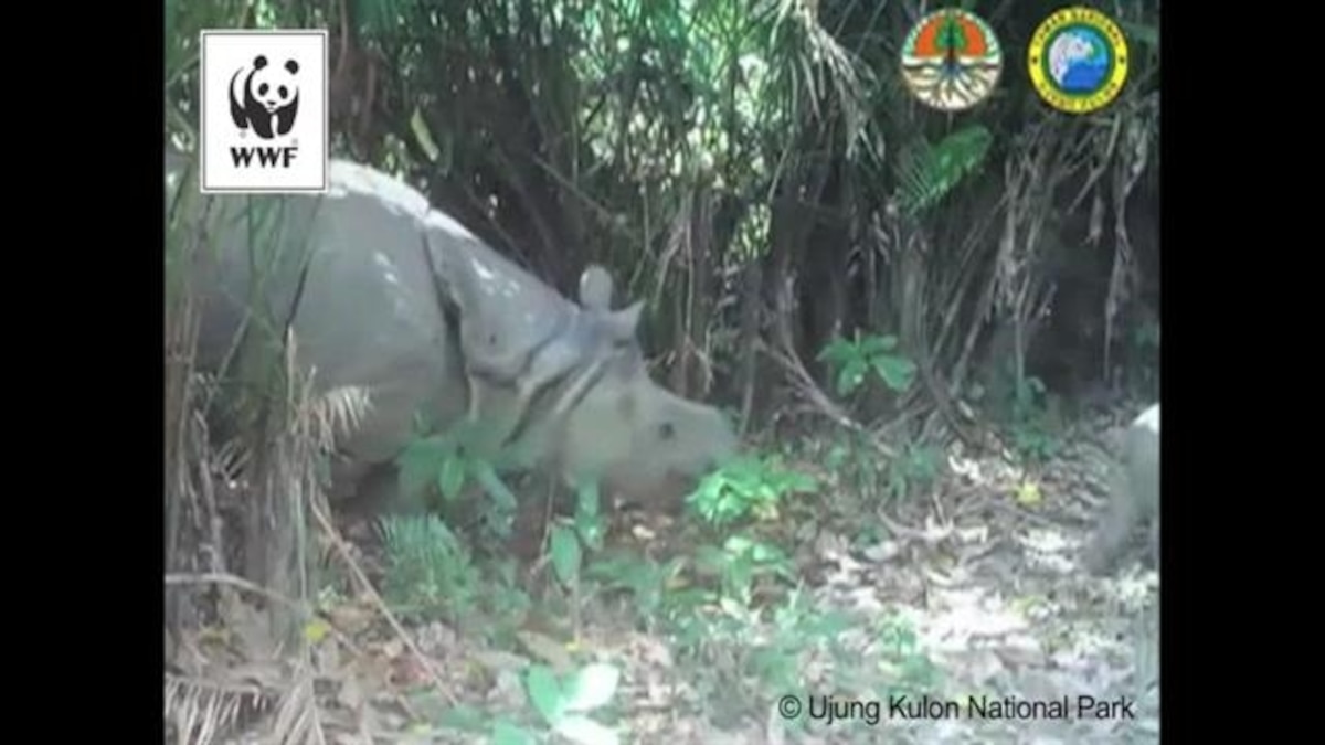 Extremely Rare Baby Rhino Captured in Camera Trap | National Geographic