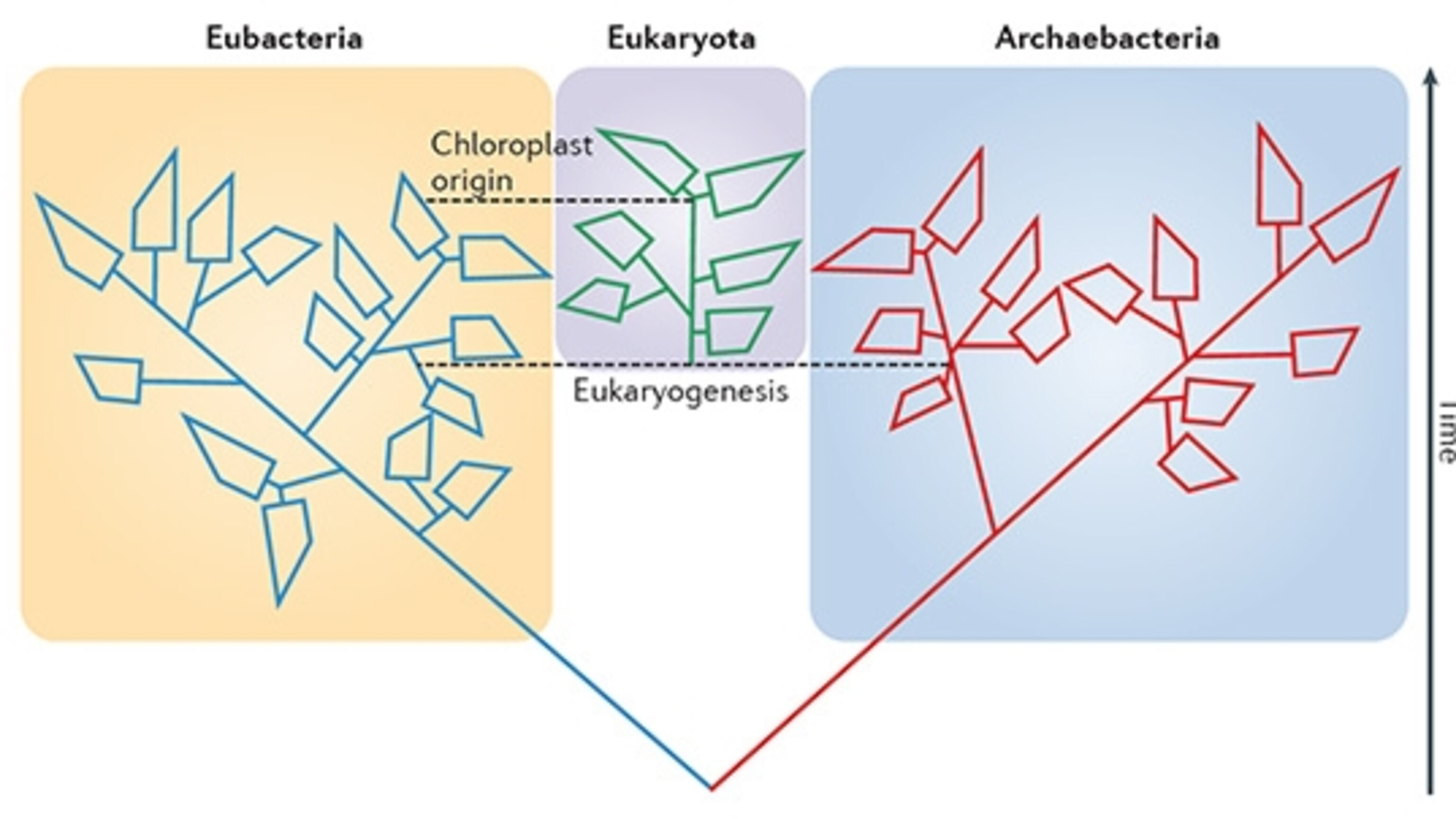 Seeing The Branches for the Tree