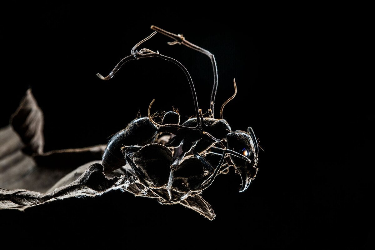 Deadly Fungus Controls Ant's Body, Not Just Its Mind