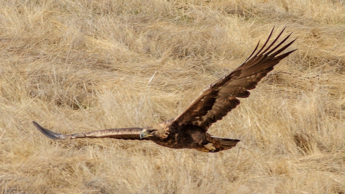 Federal Study Highlights Spike in Eagle Deaths at Wind Farms | National ...