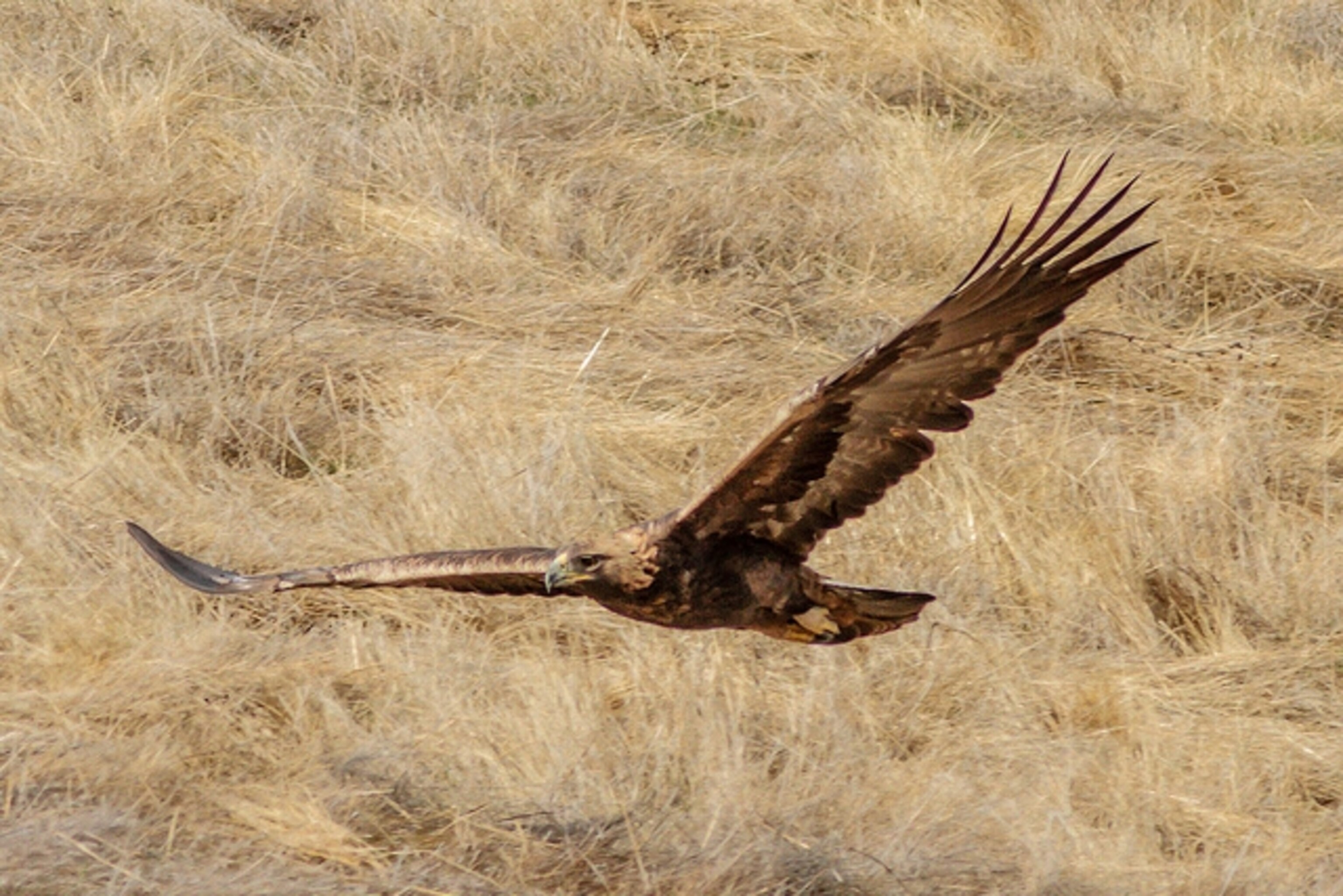 Golden Eagle Wind Farm