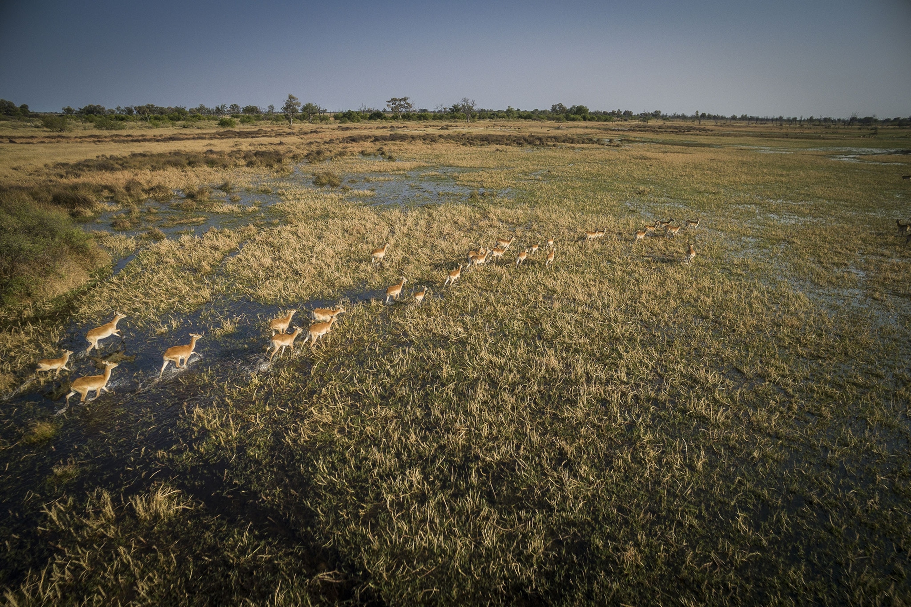 Grasslands—facts and information