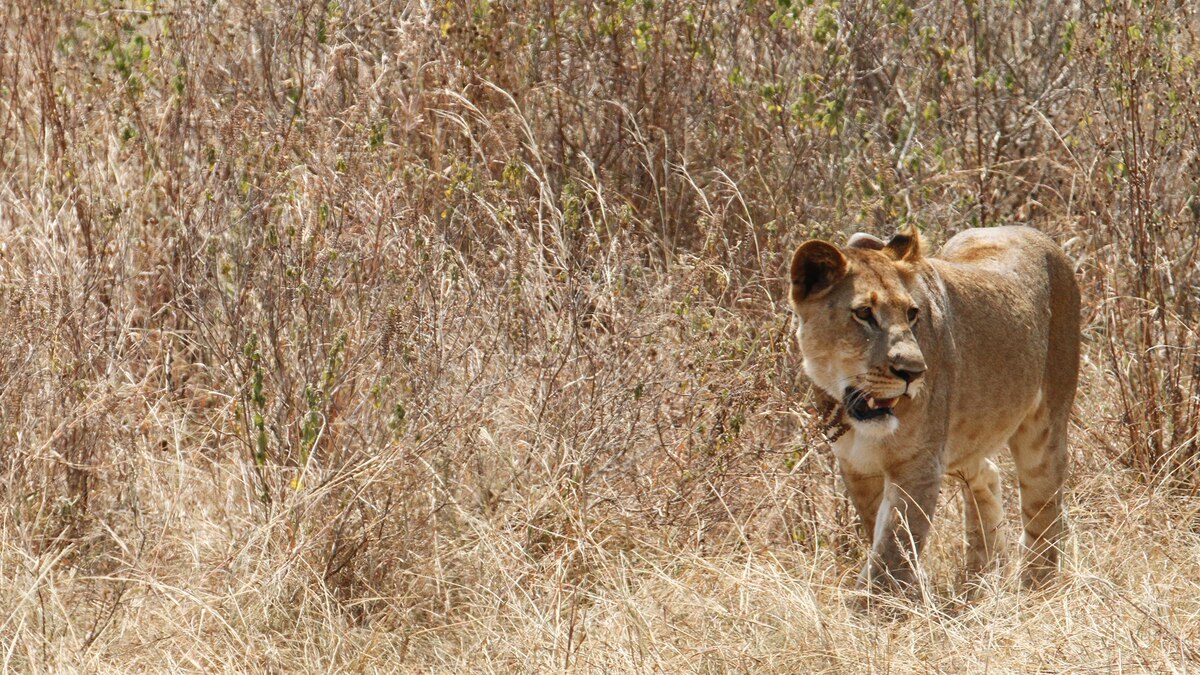 Lions Return to Rwanda for First Time Since Genocide’s Aftermath ...