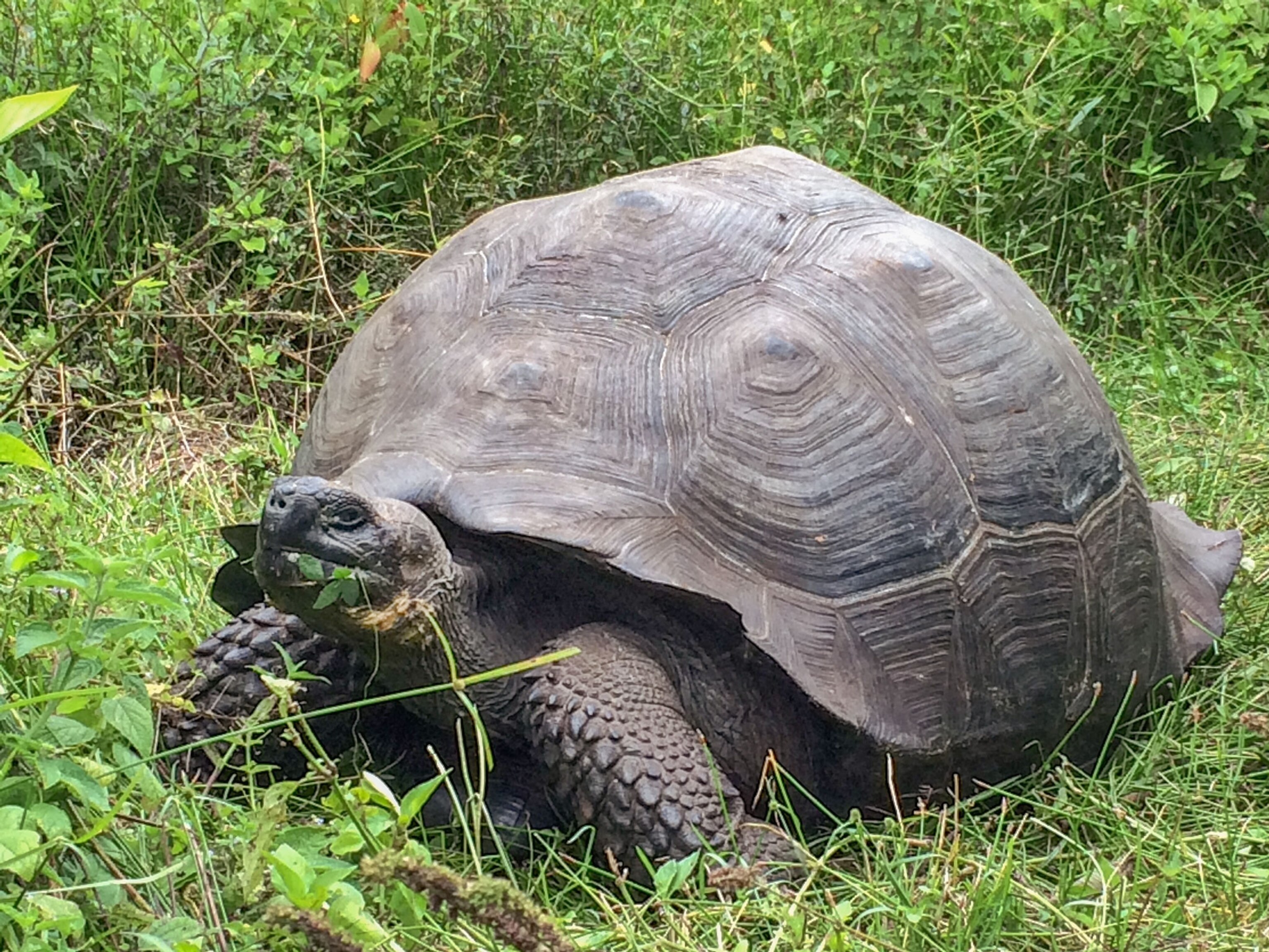 New Giant Tortoise Species Found on Galápagos Islands