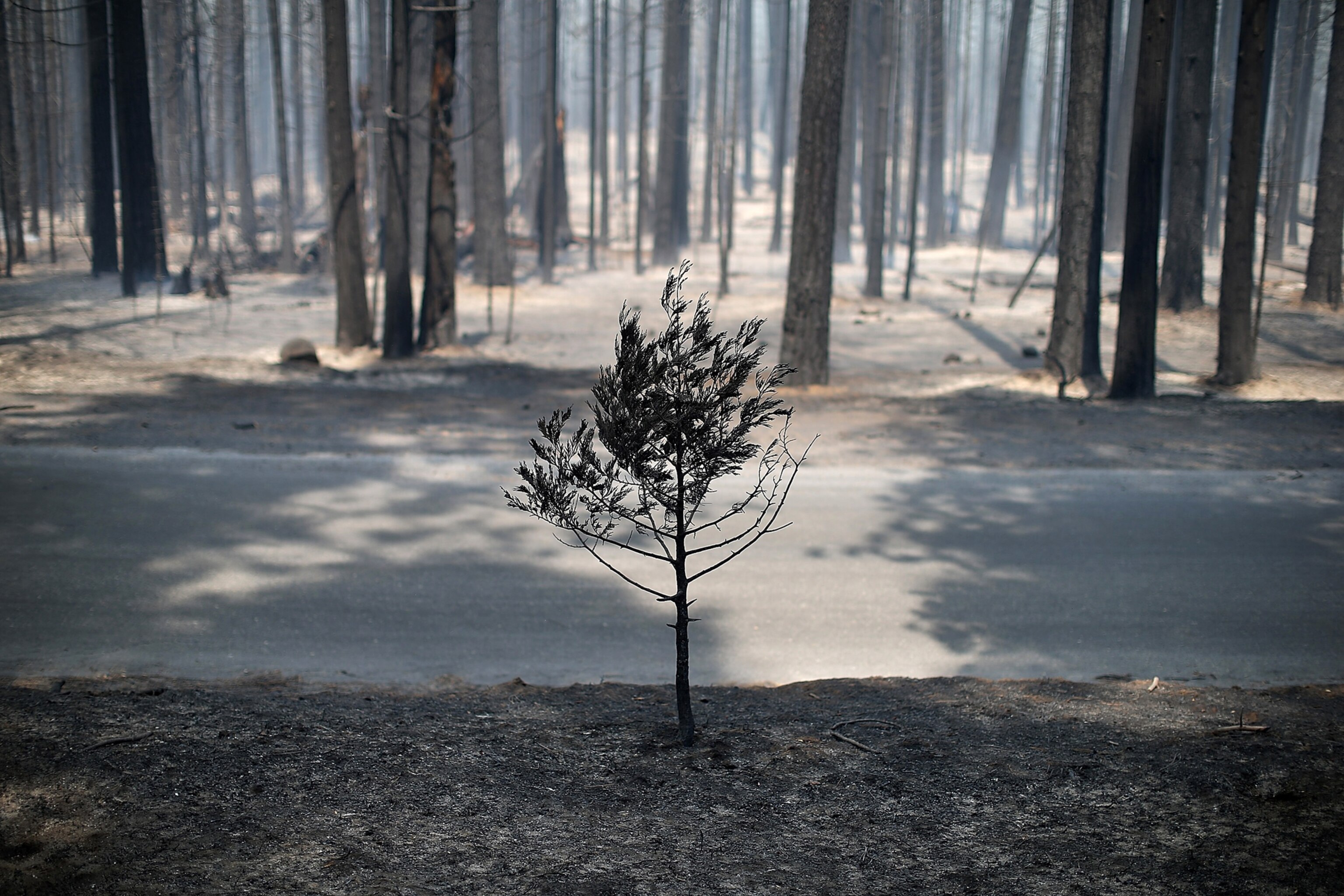 Pictures: Battling the Yosemite Rim Fire | National Geographic