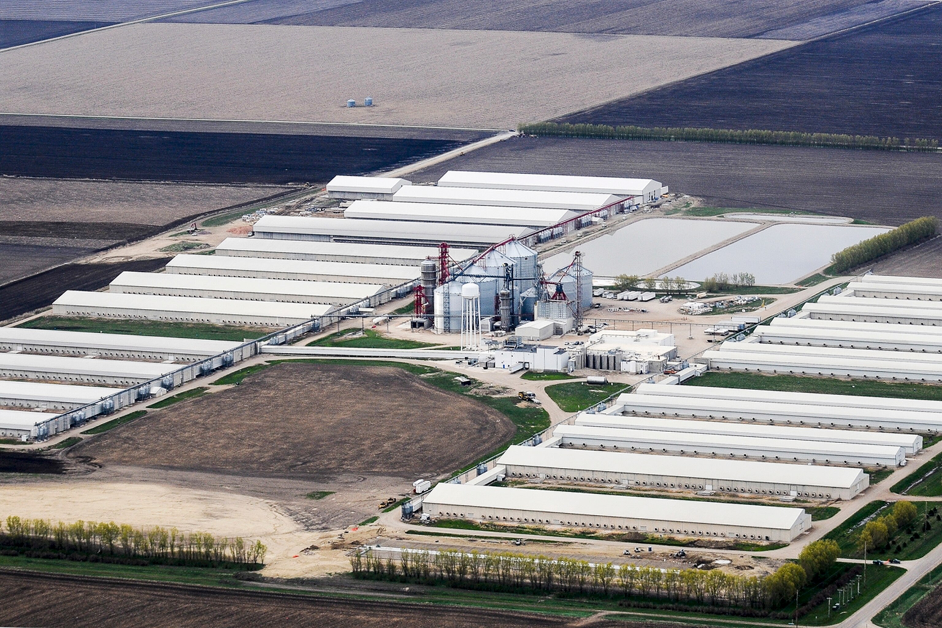 Millions of U.S. Chickens Have Bird Flu. Are Humans At Risk?