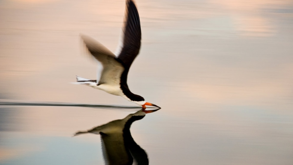 Waterbird Pictures - National Geographic | National Geographic