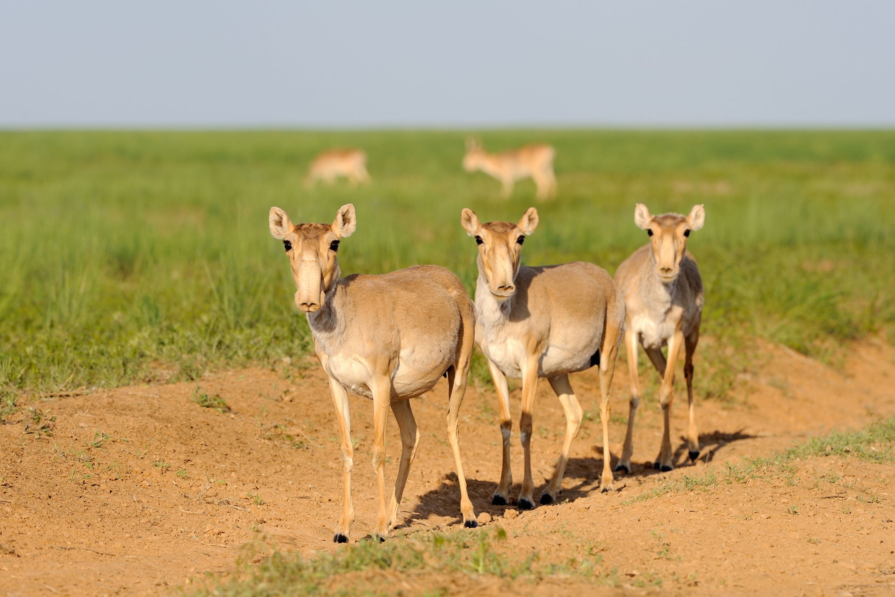 Endangered Saiga Antelope Die-Off Caused by Nose Bacteria in Kazakhstan