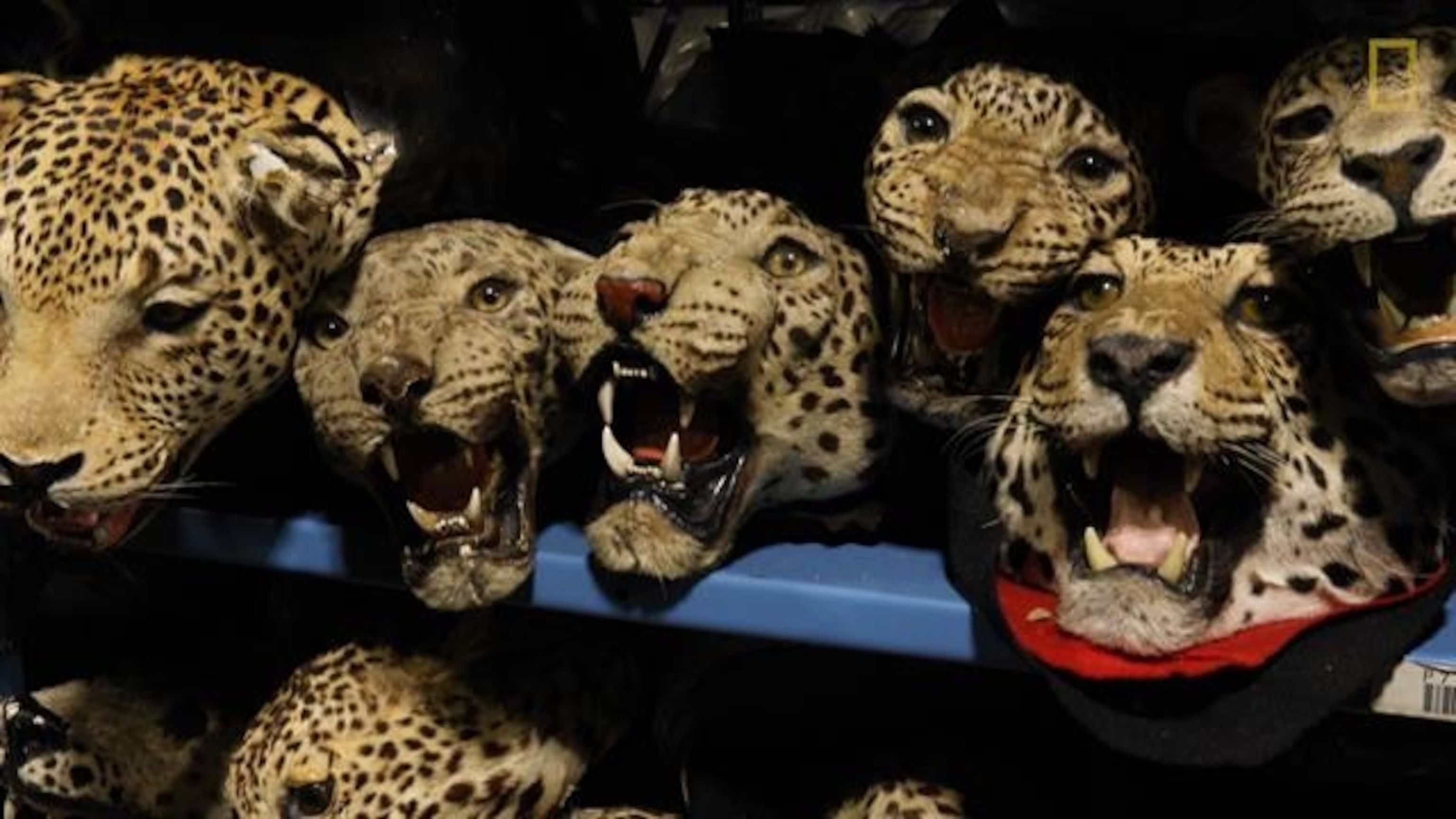 Black Jaguar Teeth